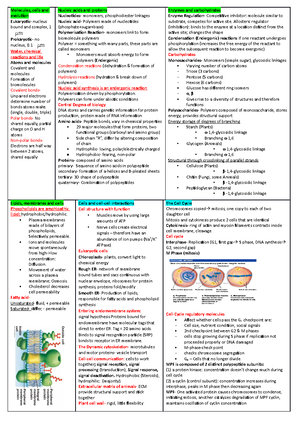 Biol cheat sheet - Enzymes • Protein. Composed of amino acids. Sequence ...