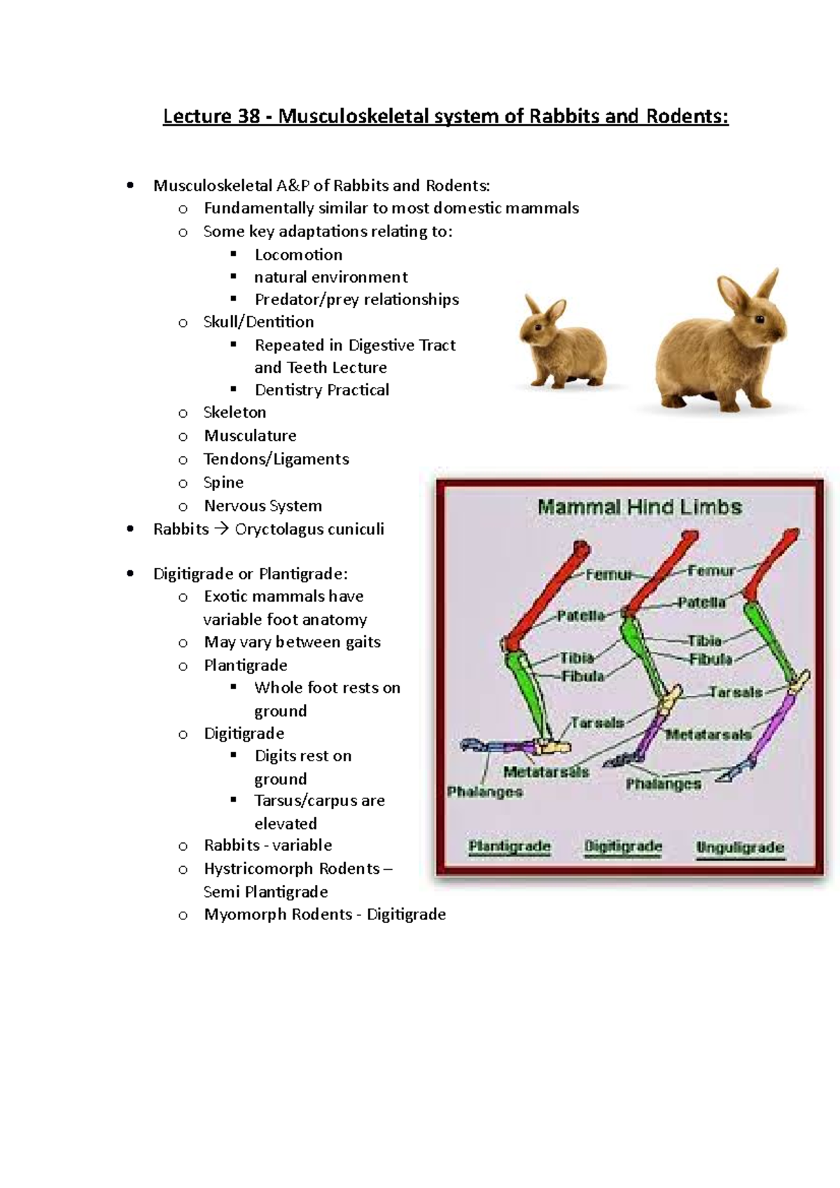 Lecture 38 - Musculoskeletal system of Rabbits and Rodents - o Central ...
