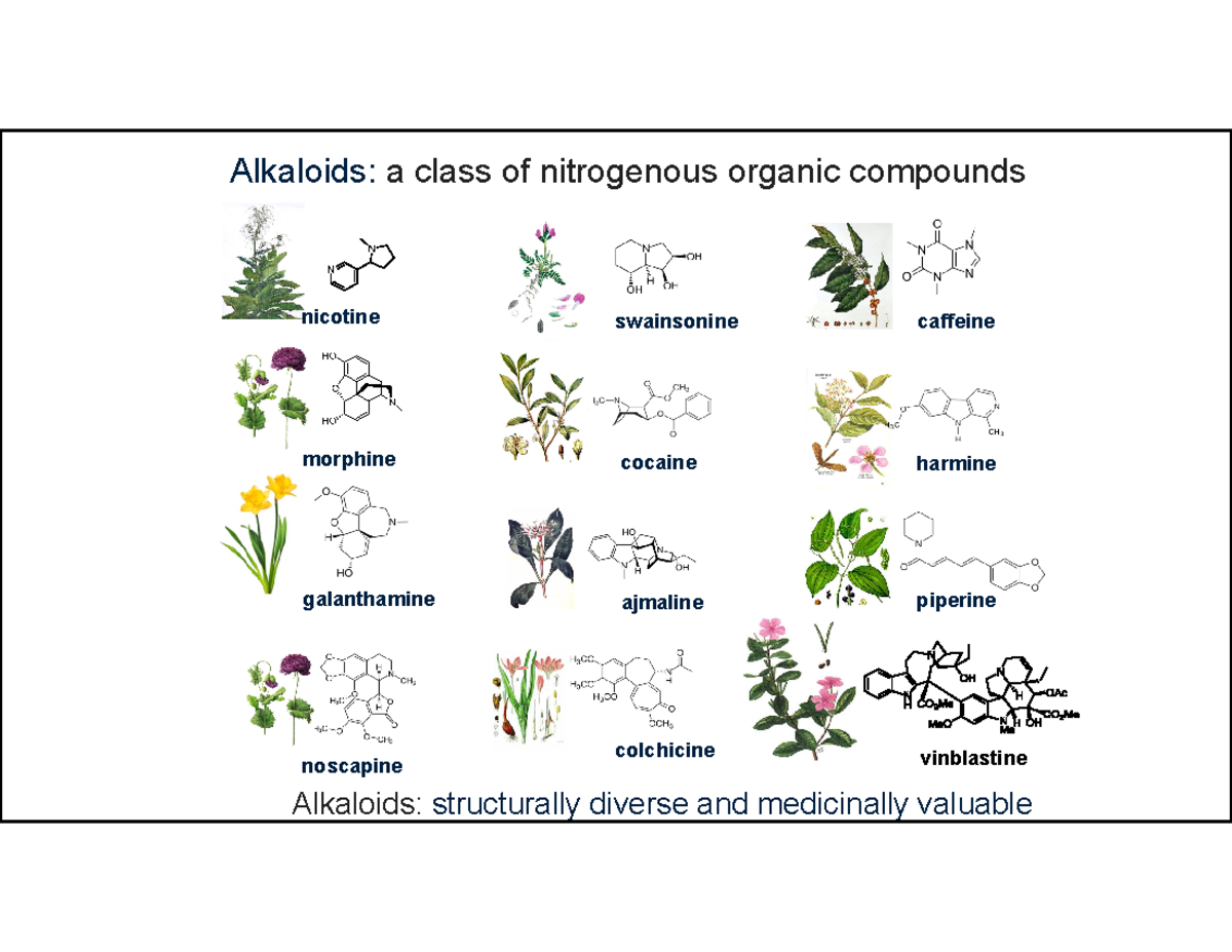 16. Lecture 16 - The World of Alkaloids (Dr. Thuy Dang) - Alkaloids: a ...