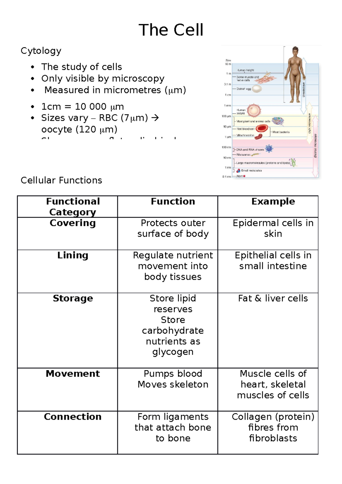 The Cell - Lecture 2 - The Cell Cytology The study of cells Only ...