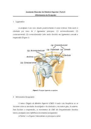 Anatomia do Funículo Espermático - Anatomia do Sistema Reprodutor ...