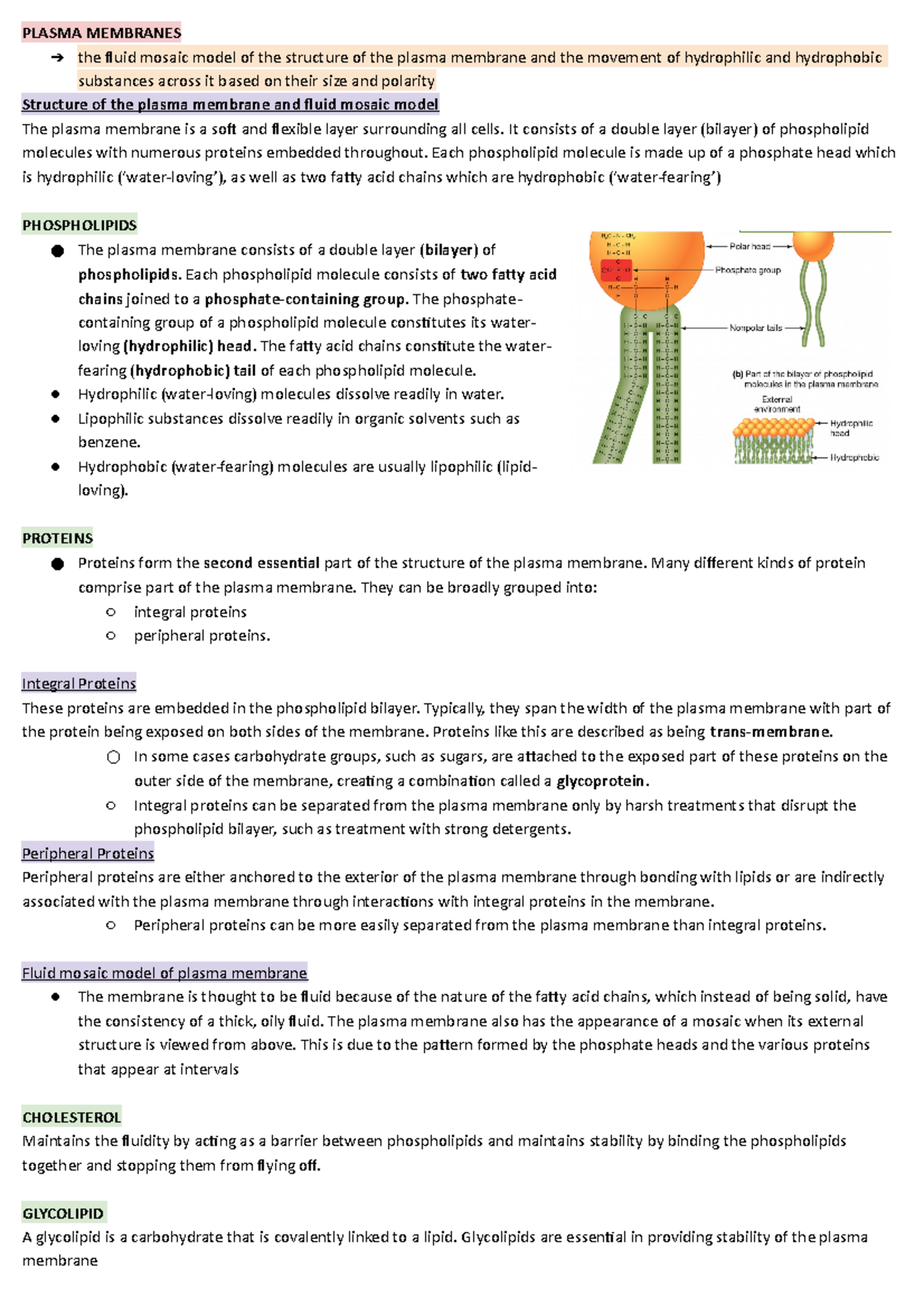 Biology unit 3 aos 1 notes - PLASMA MEMBRANES the fluid mosaic model of ...