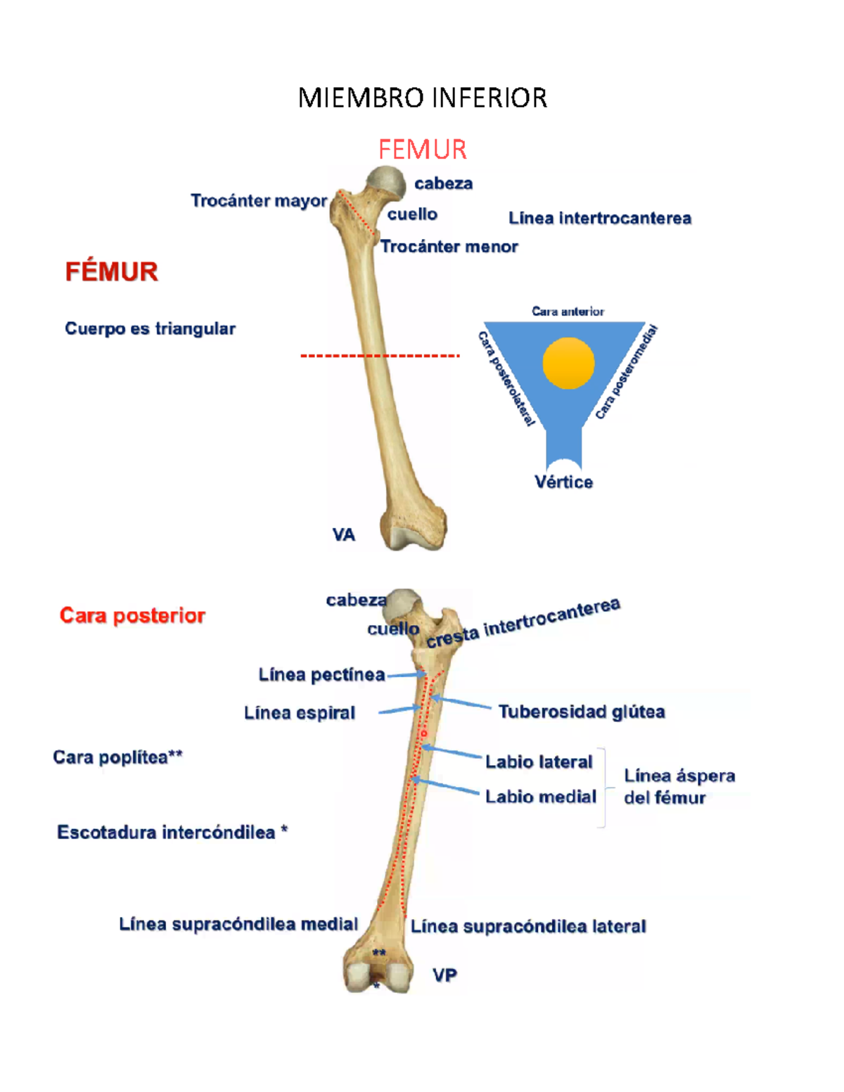 Huesos Miembro Inferior - MIEMBRO INFERIOR FEMUR CONDILOS PARTICIPAN EN ...