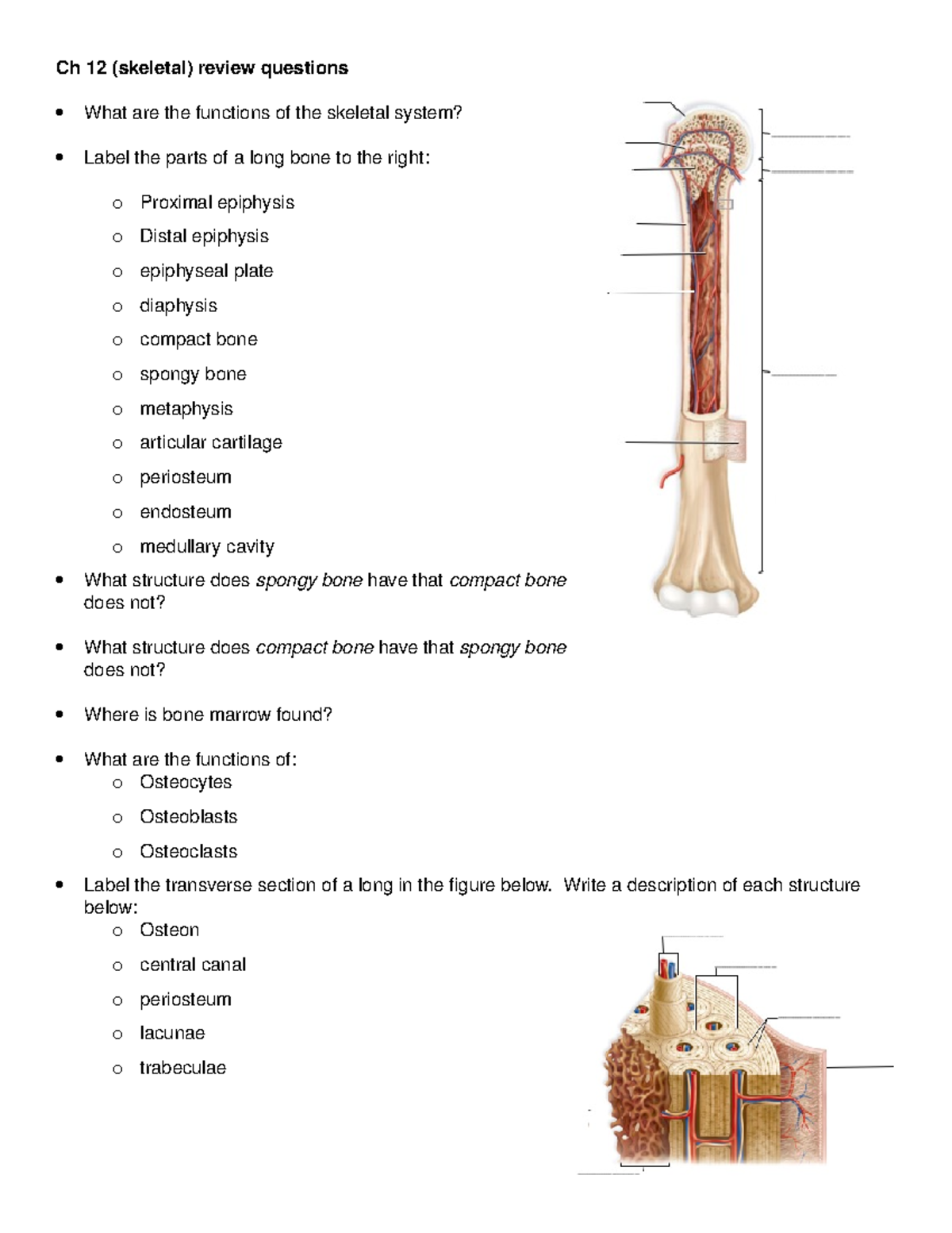 Ch 12 Review Qs Skeletal - Ch 12 (skeletal) review questions What are ...