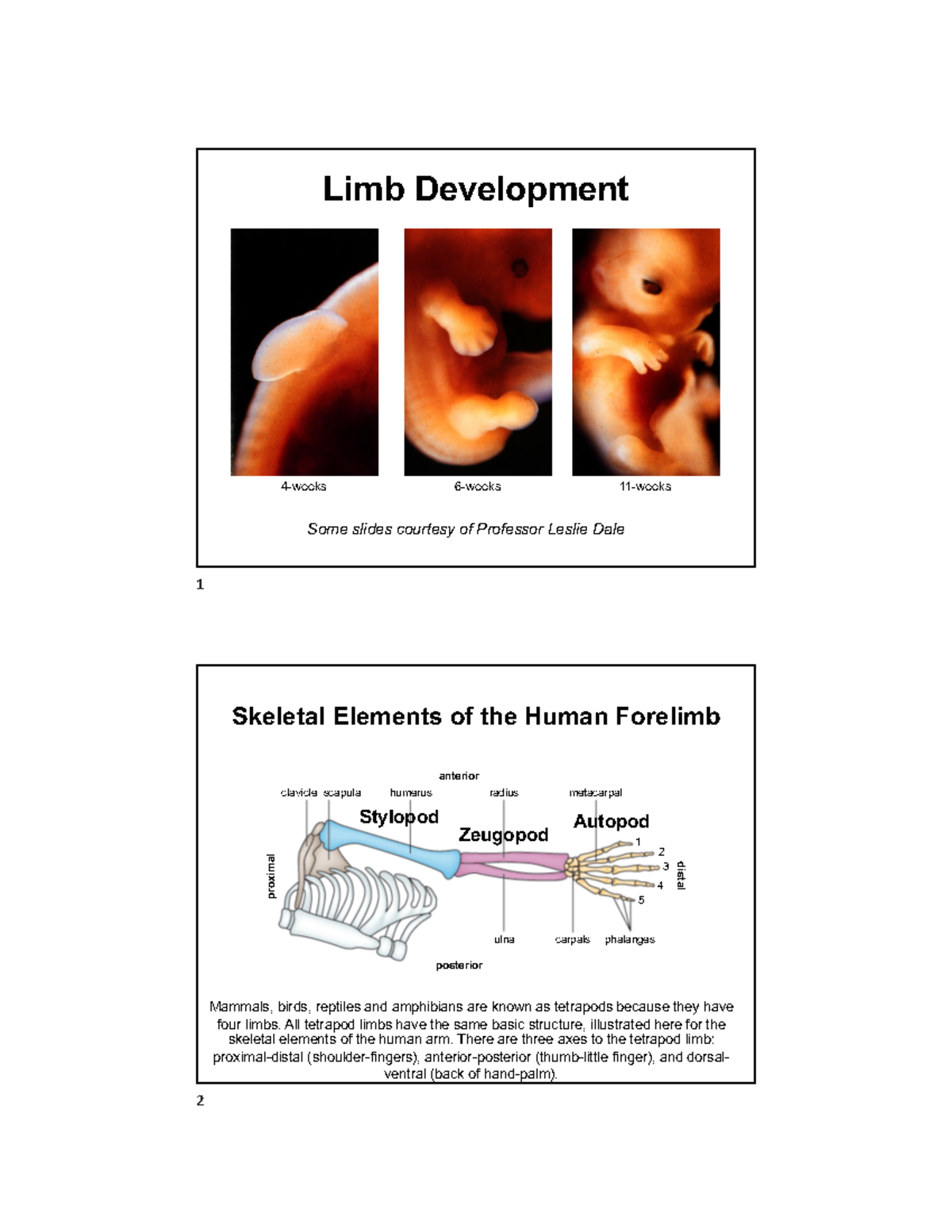 Limb development slides 2023 - Limb Development 4 - weeks 6 - weeks 11 ...