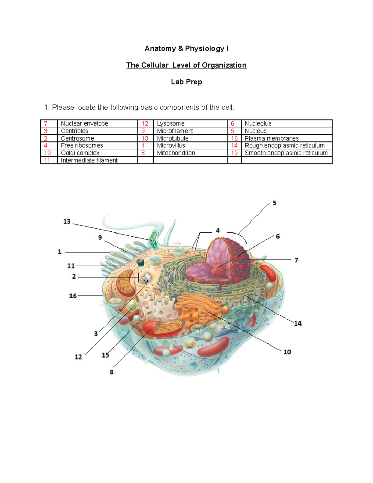 Lab Prep KEY- Cells - Anatomy & Physiology I The Cellular Level of ...