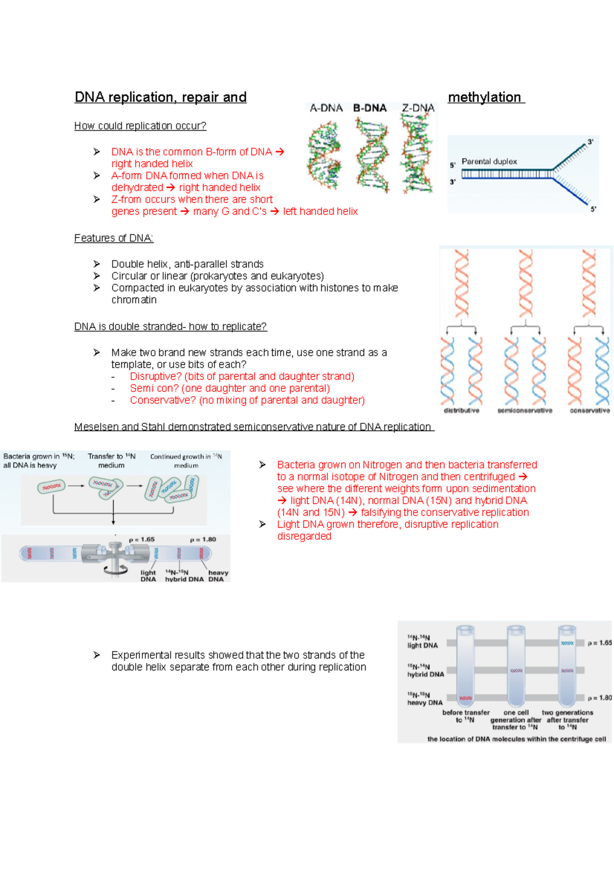 DNA replication - Lecture notes with additional research notes from ...