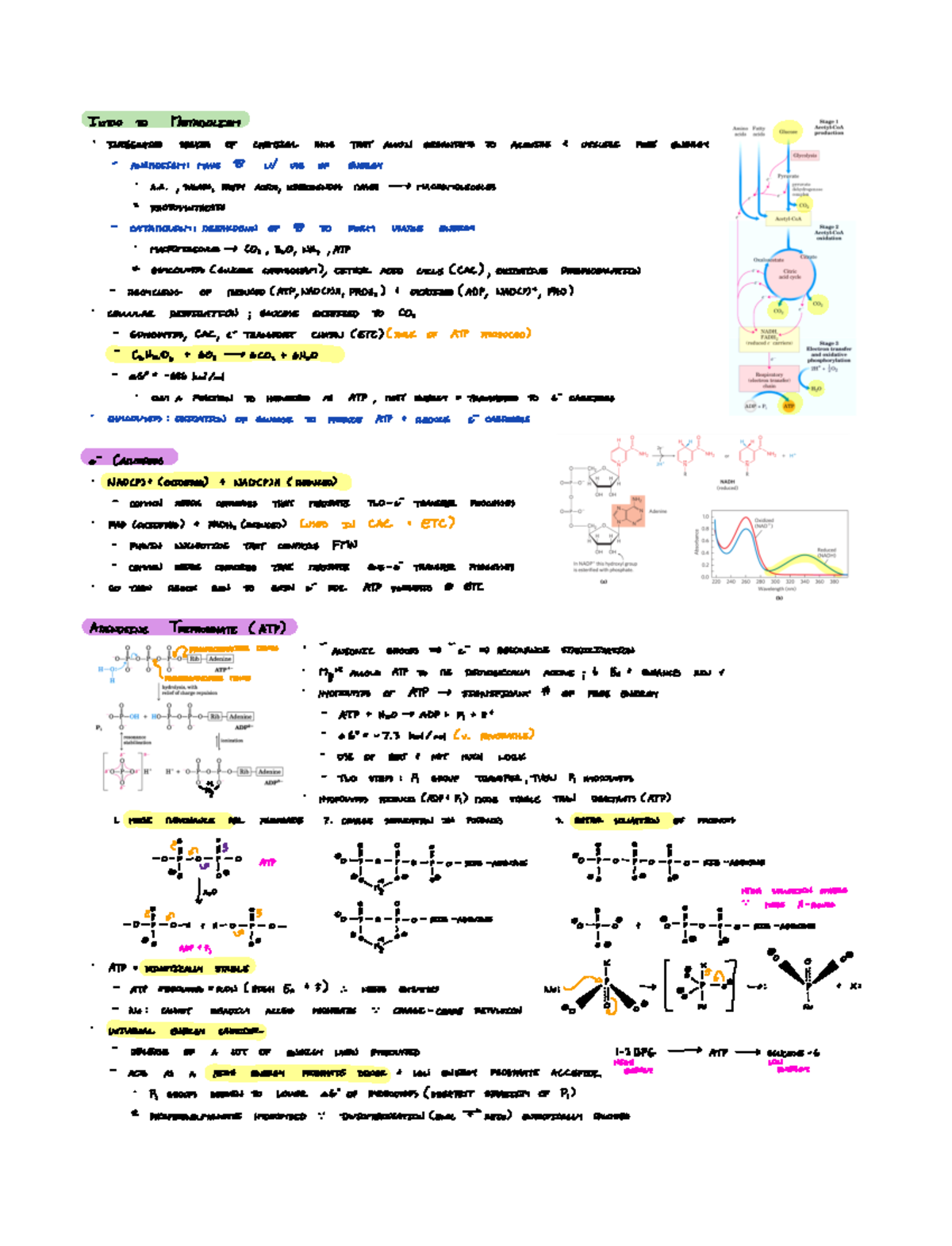 Introduction to Metabolism - Studocu