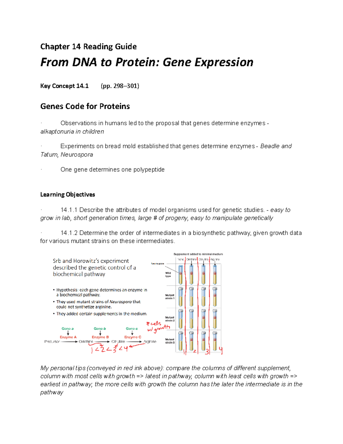 Chapter 14 Study Guide - from dna to proteins: gene expression ...