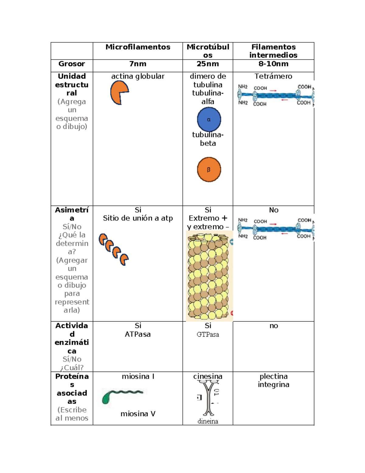 Cuadro citoesqueleto - fisiologia - Microfilamentos Microtúbul os ...