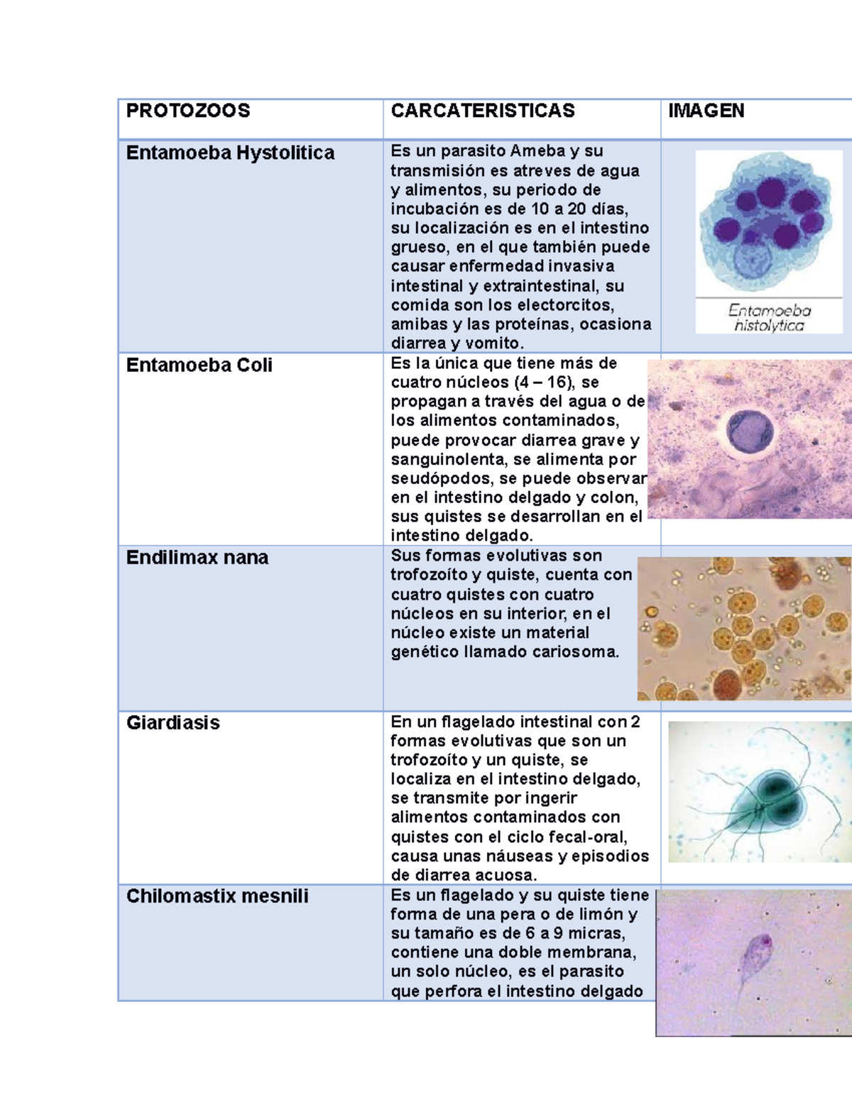 Los trofozoítos de los protozoos - PROTOZOOS CARCATERISTICAS IMAGEN ...