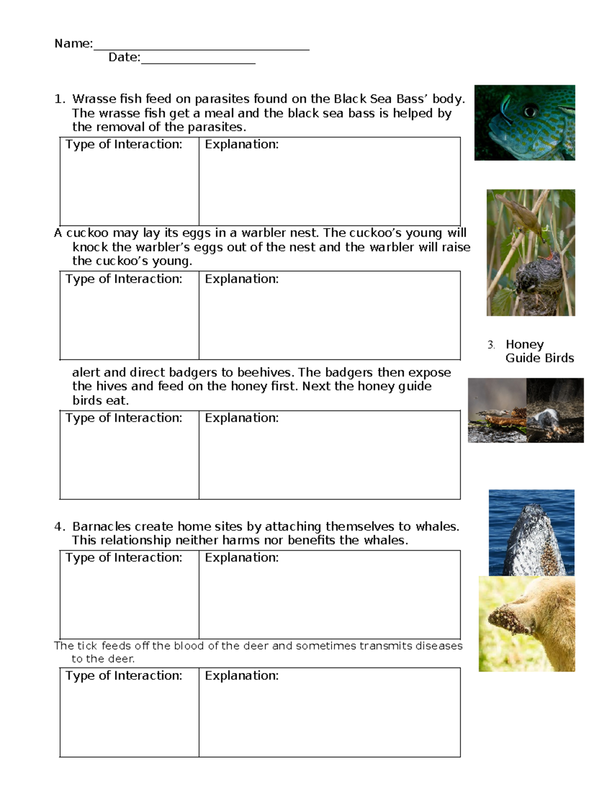 Symbiotic Relationships - Worksheet - Name ...