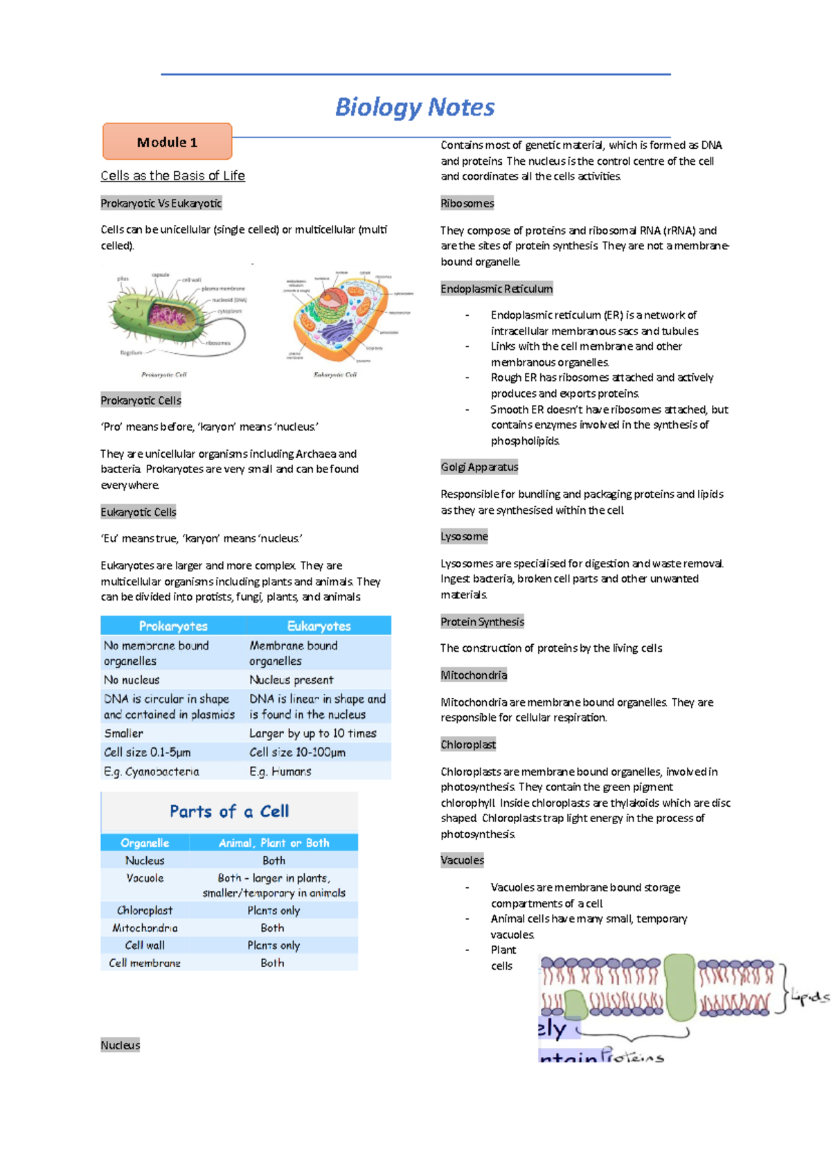 Biology Prelim Notes - Cells as the Basis of Life Prokaryotic Vs ...