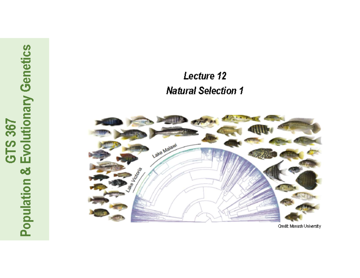 Class 12 - Natural Selection 1 - GTS 367 Population & Evolutionary ...