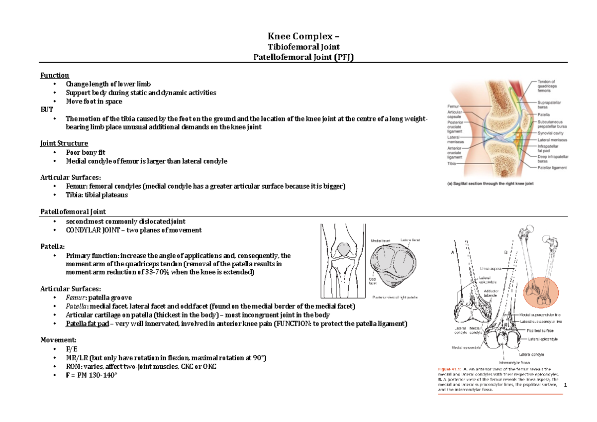 Summary - Knee Complex Notes - Knee Complex – Tibiofemoral Joint ...