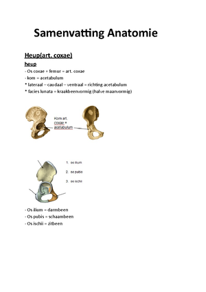 Anatomie van het bewegingsapparaat in beeld - Anatomie van de heup ...