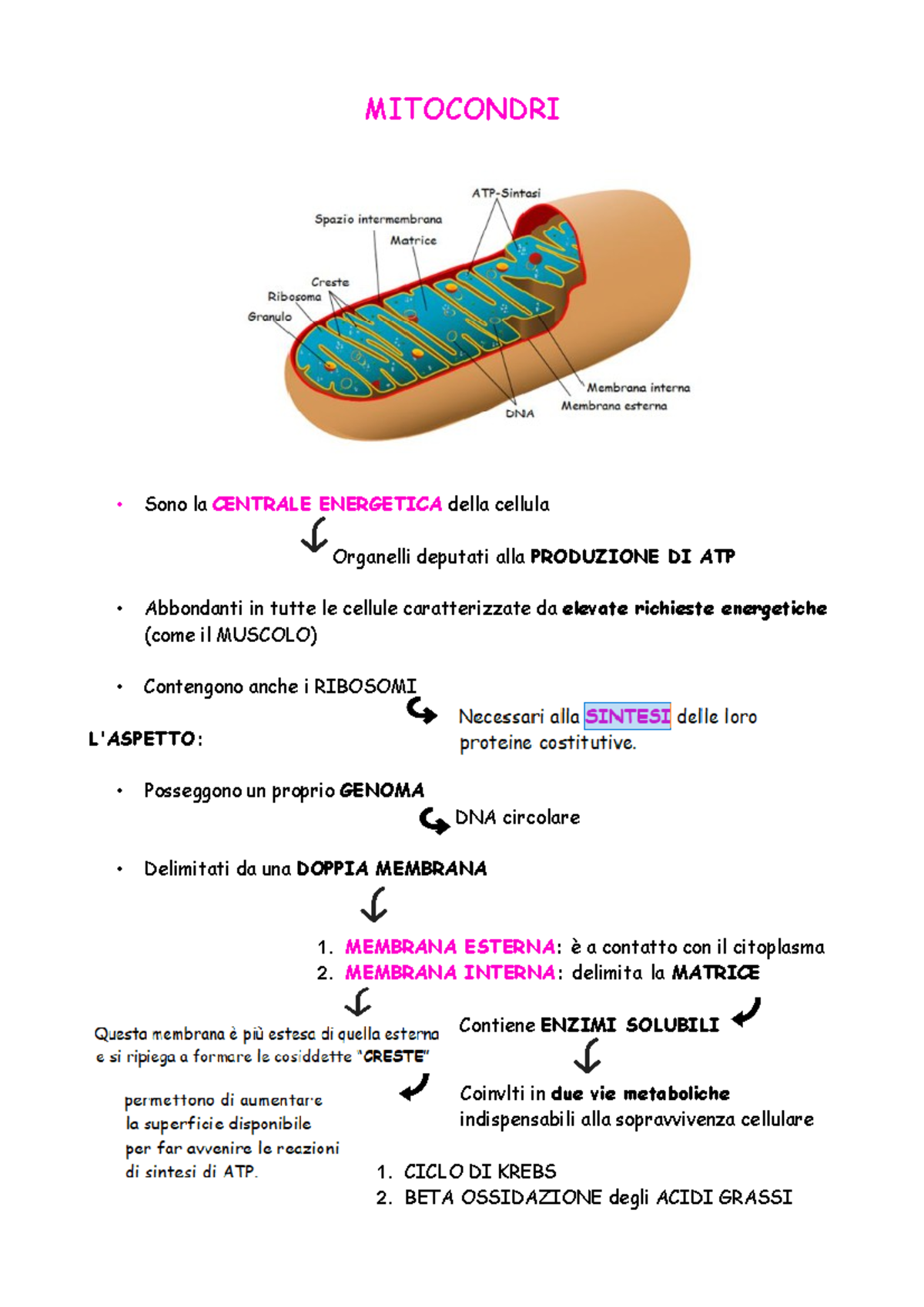 Cellula 6 - Informazioni generali - MITOCONDRI Sono la CENTRALE ...