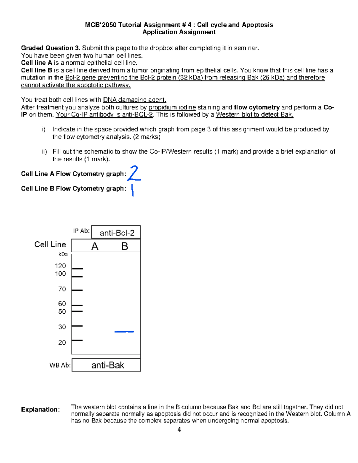 F22 Cell Cycle and Apoptosis Seminar 4 PDF Seminar answer - MCB*2050 Tutorial Assignment # 4 ...