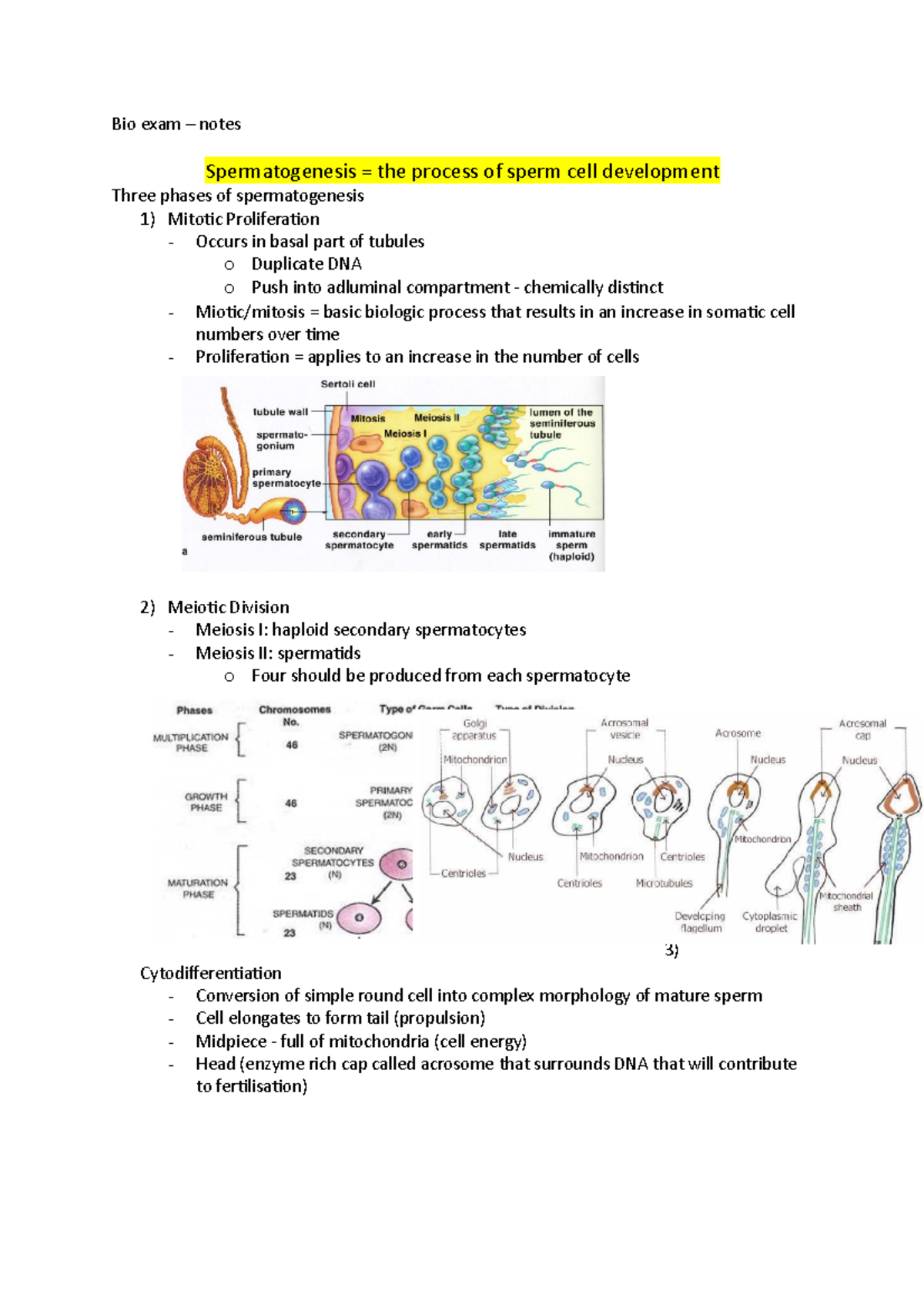 Biology Terminology Notes - Bio exam – notes Spermatogenesis = the ...