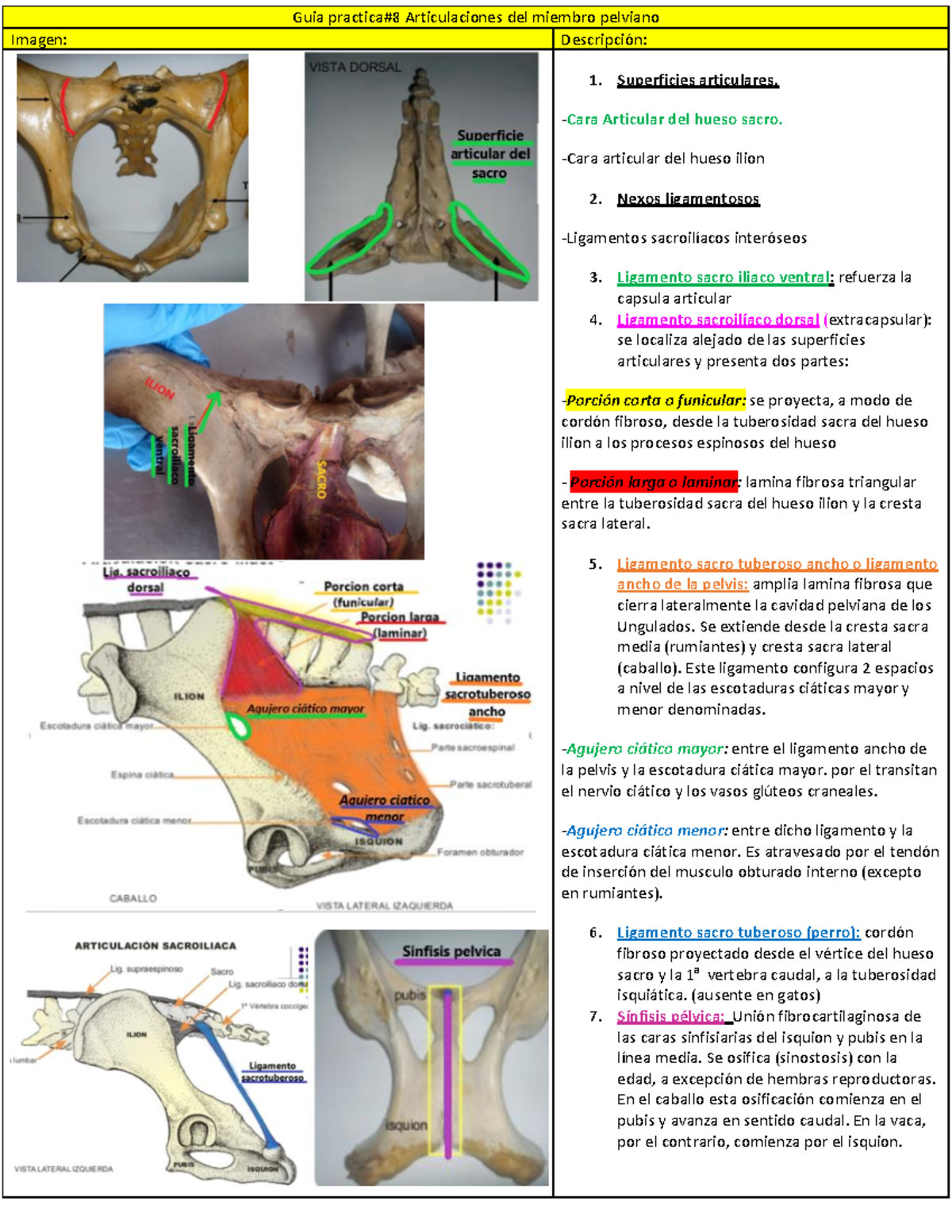 Doc practica #10 - Articulación y sus anexos anatomía veterinaria - Guia practica#8 ...