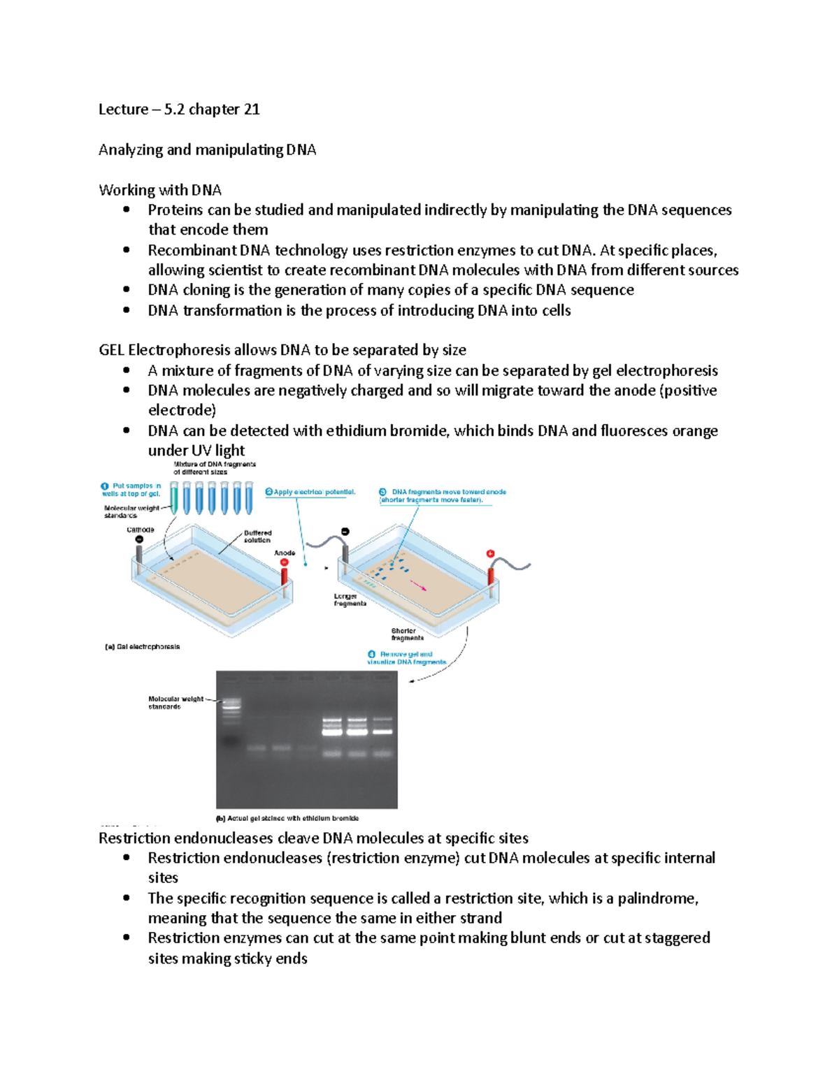 Midterm 2 - microbiology - Lecture – 5 chapter 21 Analyzing and ...