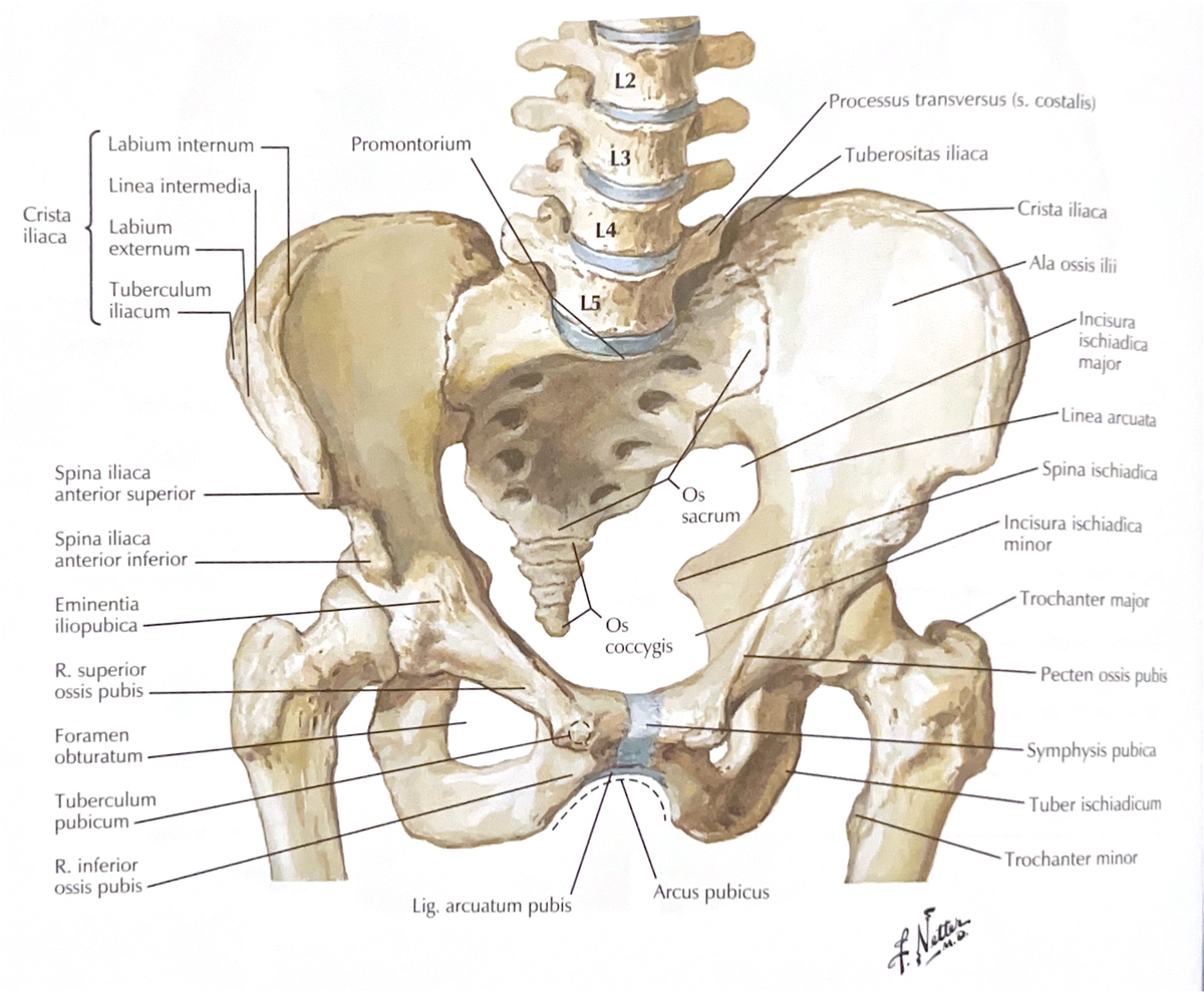 Miednica - Anatomia - SUM - Studocu