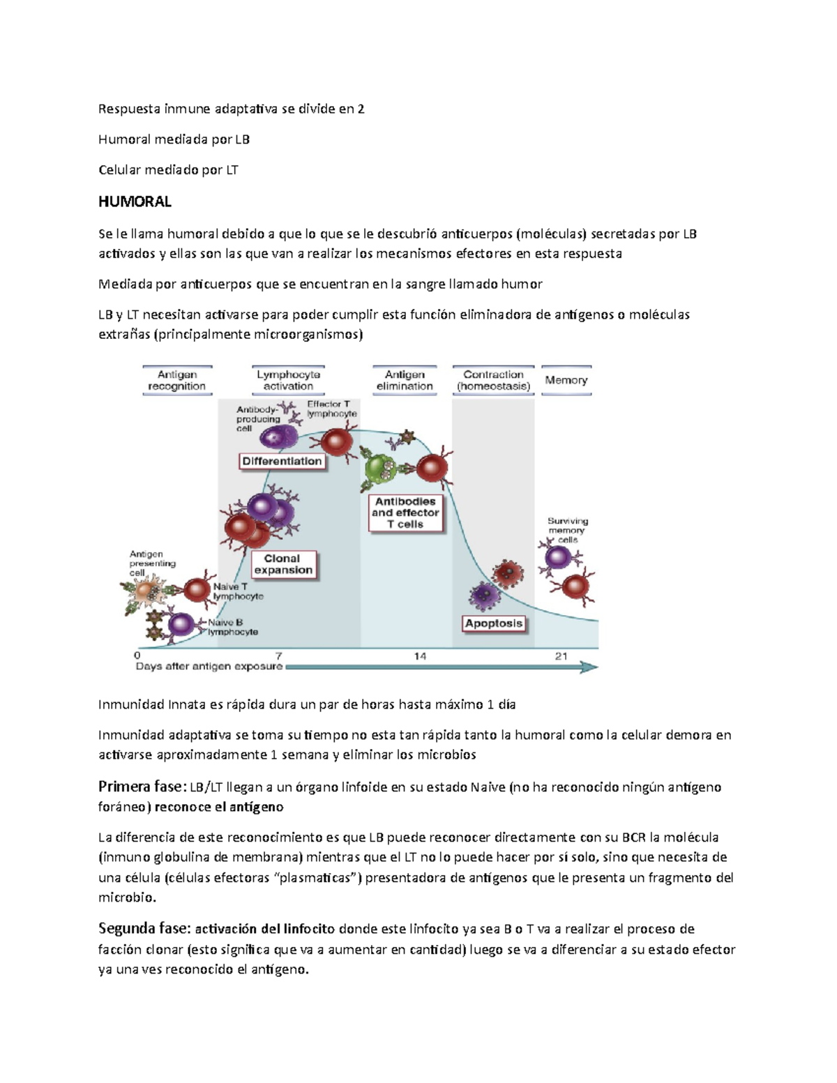 Respuesta inmune adaptativa - Segunda fase: activación del linfocito donde este linfocito ya sea ...