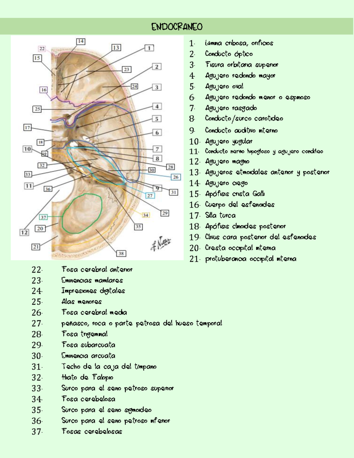 ENDOCRANEO Y ESTRUCTURAS QUE PASAN - medicina - Studocu