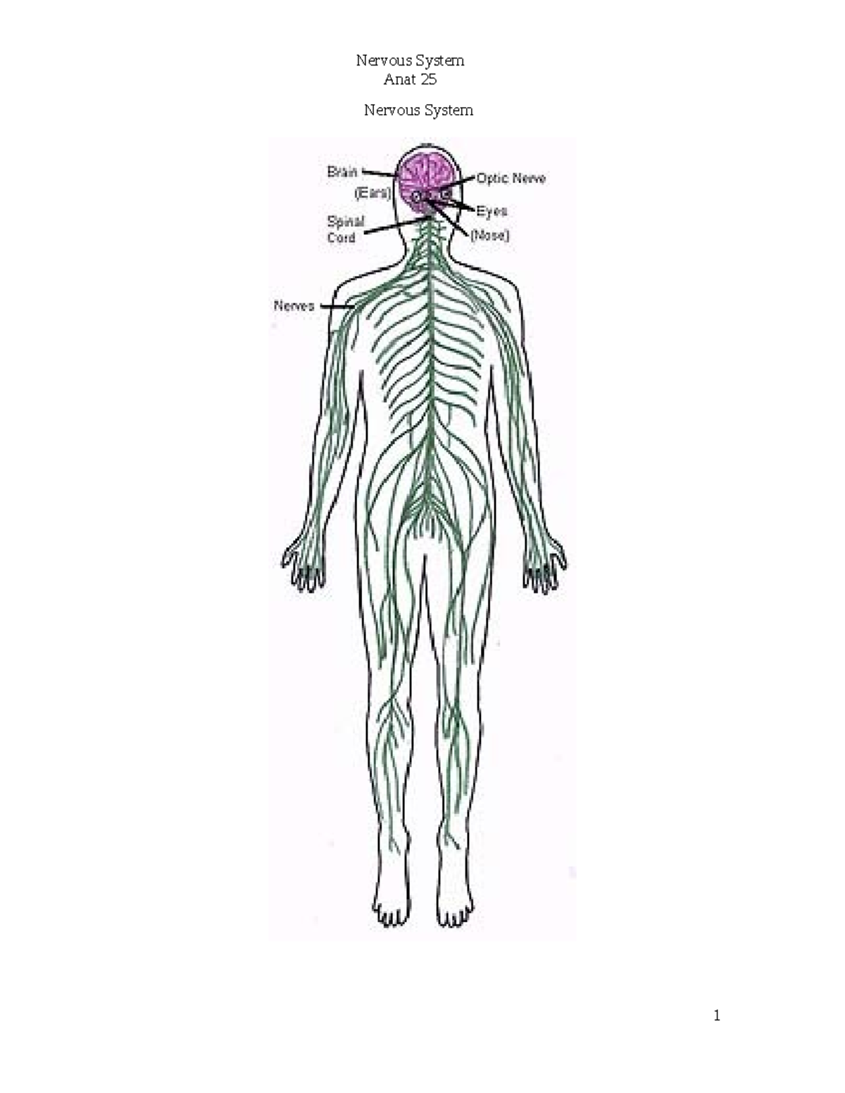 Anat25Nevroussystem - Illustration of nervous system labeling - Anat 25 ...