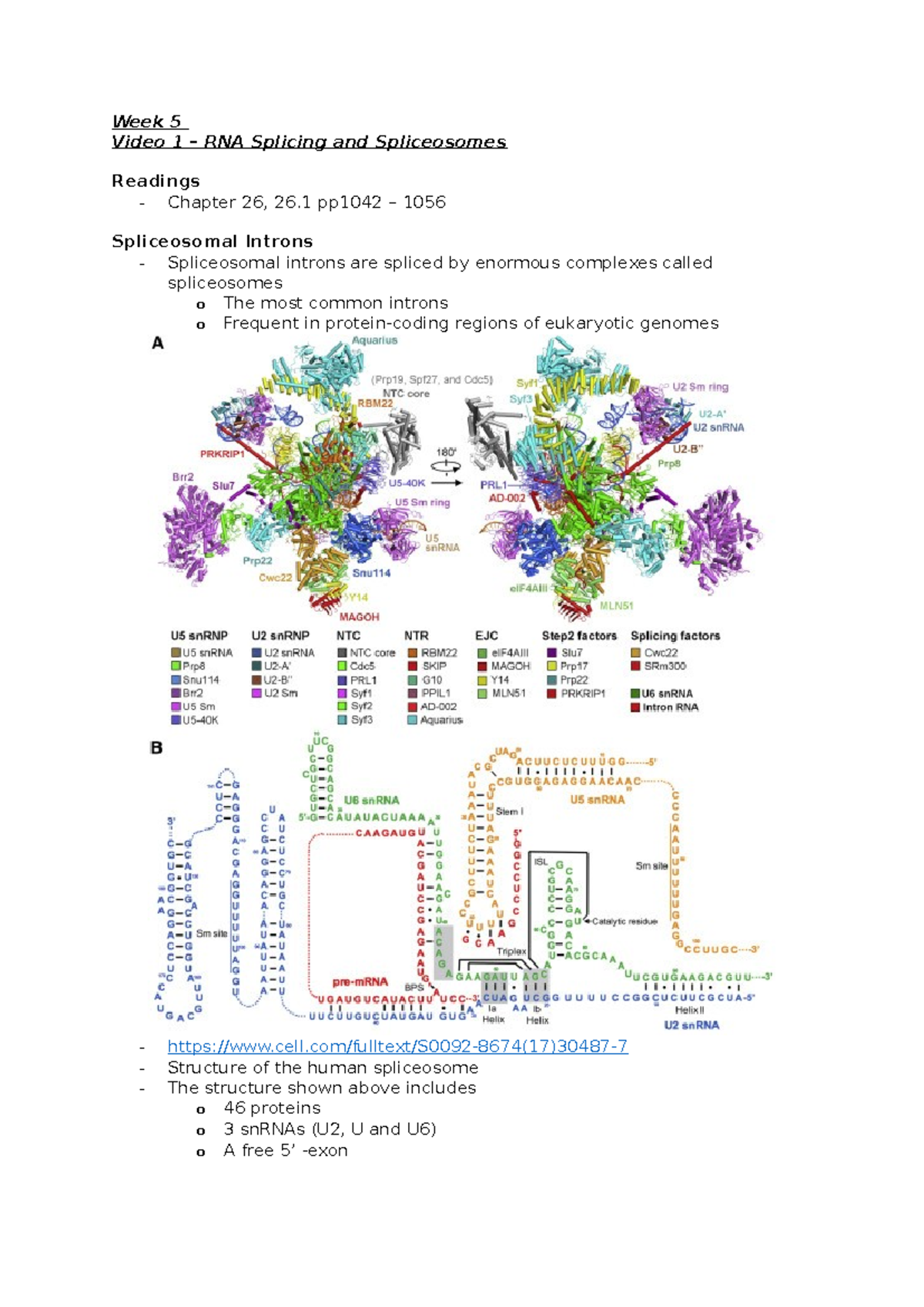 Week 5 - Lecture notes 5 - Week 5 Video 1 – RNA Splicing and ...