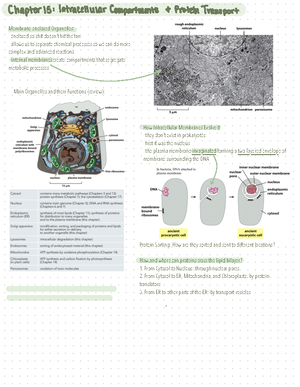 Exam 1 Cellular and molecular Biology Notes - Cellular and molecular ...