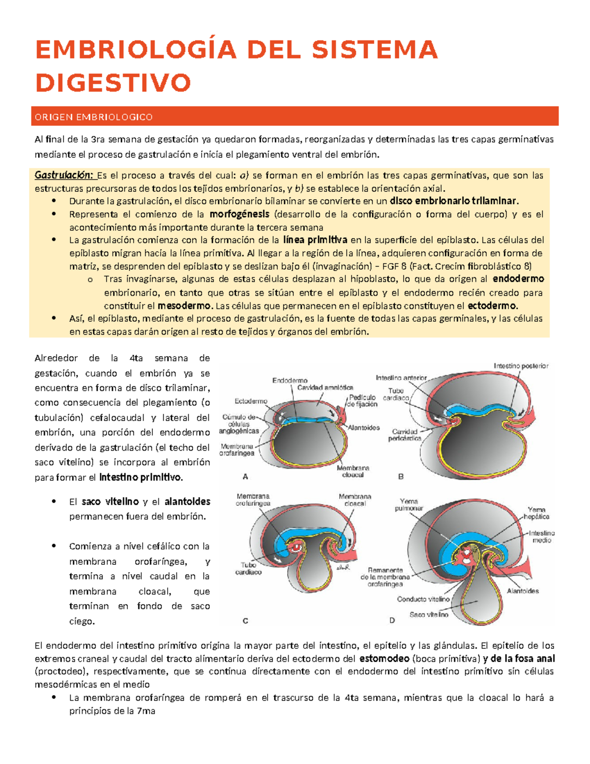 Embriologia del Sistema Digestivo - EMBRIOLOGÍA DEL SISTEMA DIGESTIVO ...