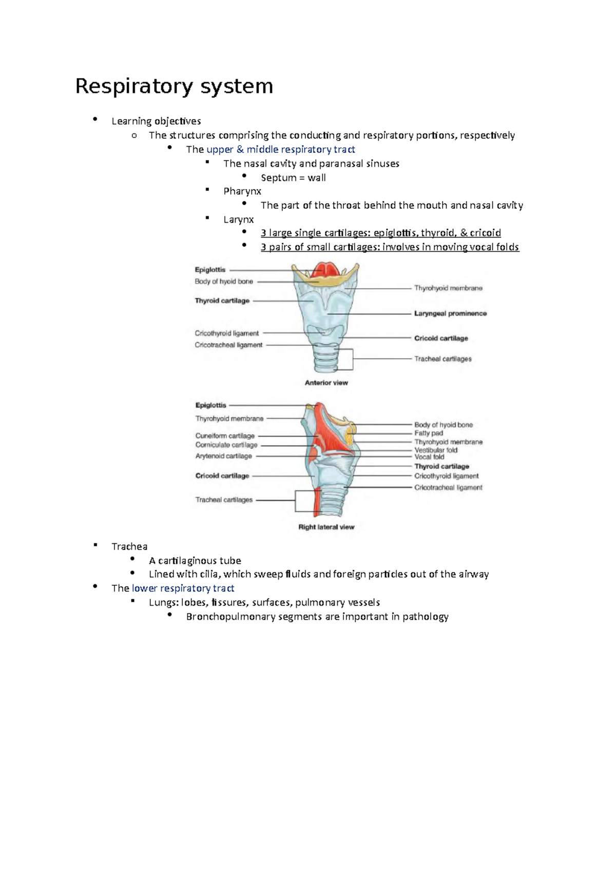Respiratory system - Respiratory system Learning objectives o The ...