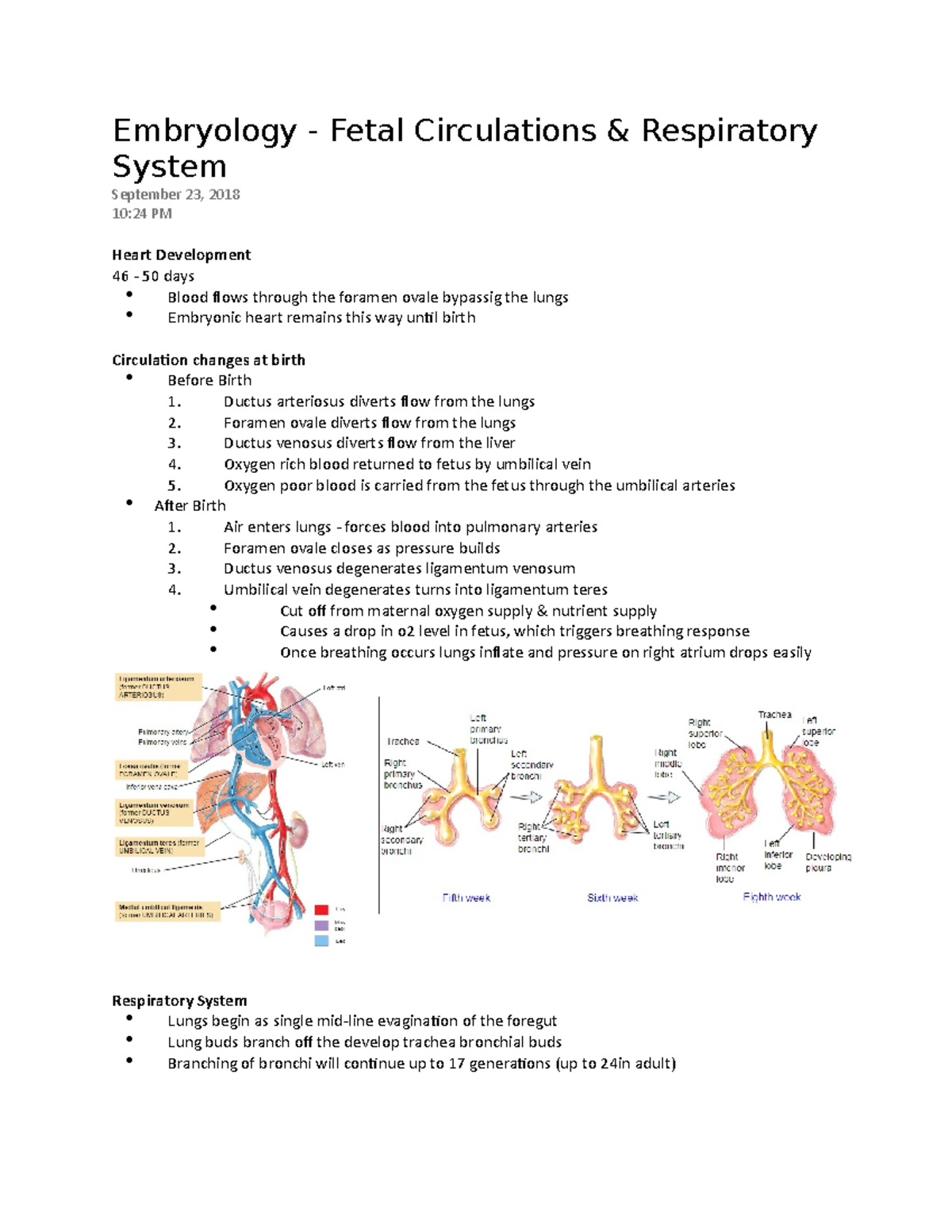 Embryology - Fetal Circulations & Respiratory System - Embryology Fetal ...