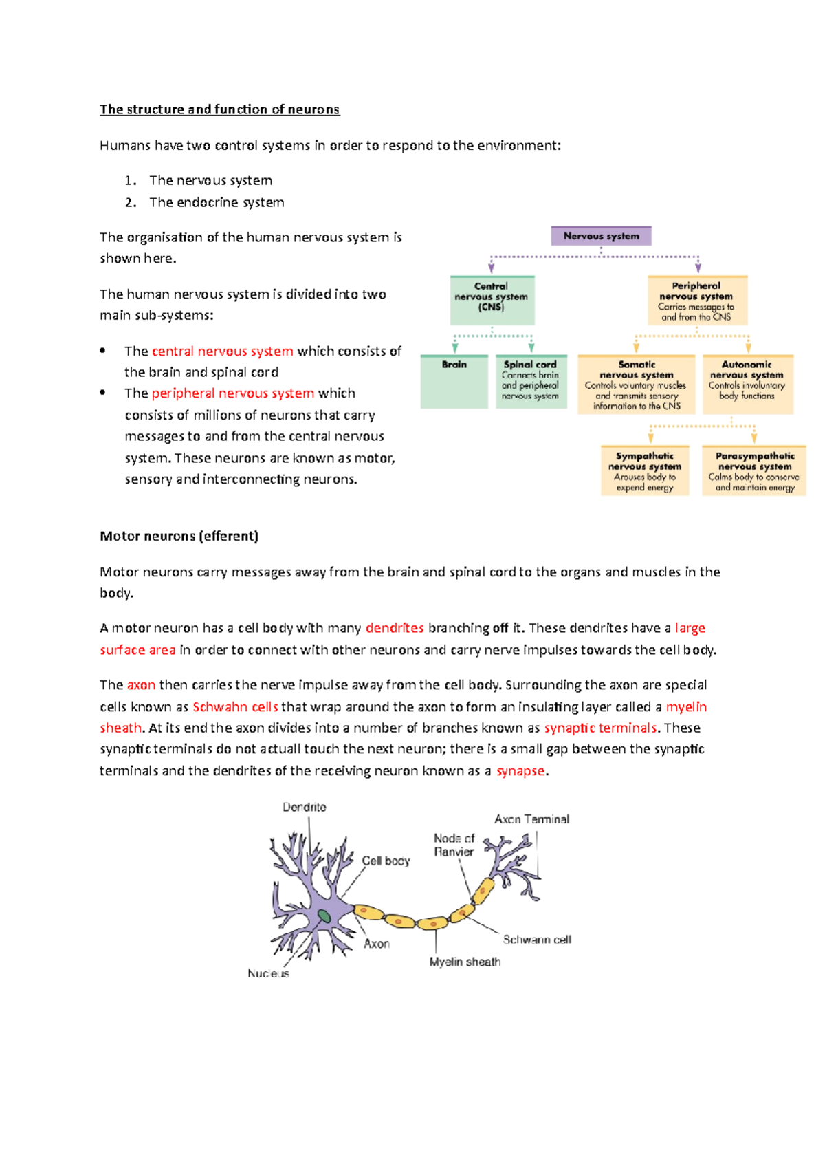 Biopsychology - Psych - The structure and function of neurons Humans ...