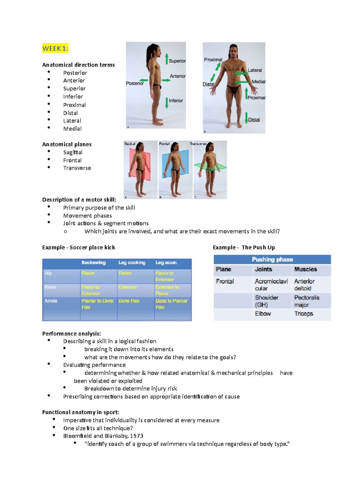 HB101 Notes - WEEK 1: Anatomical direction terms Posterior Anterior ...
