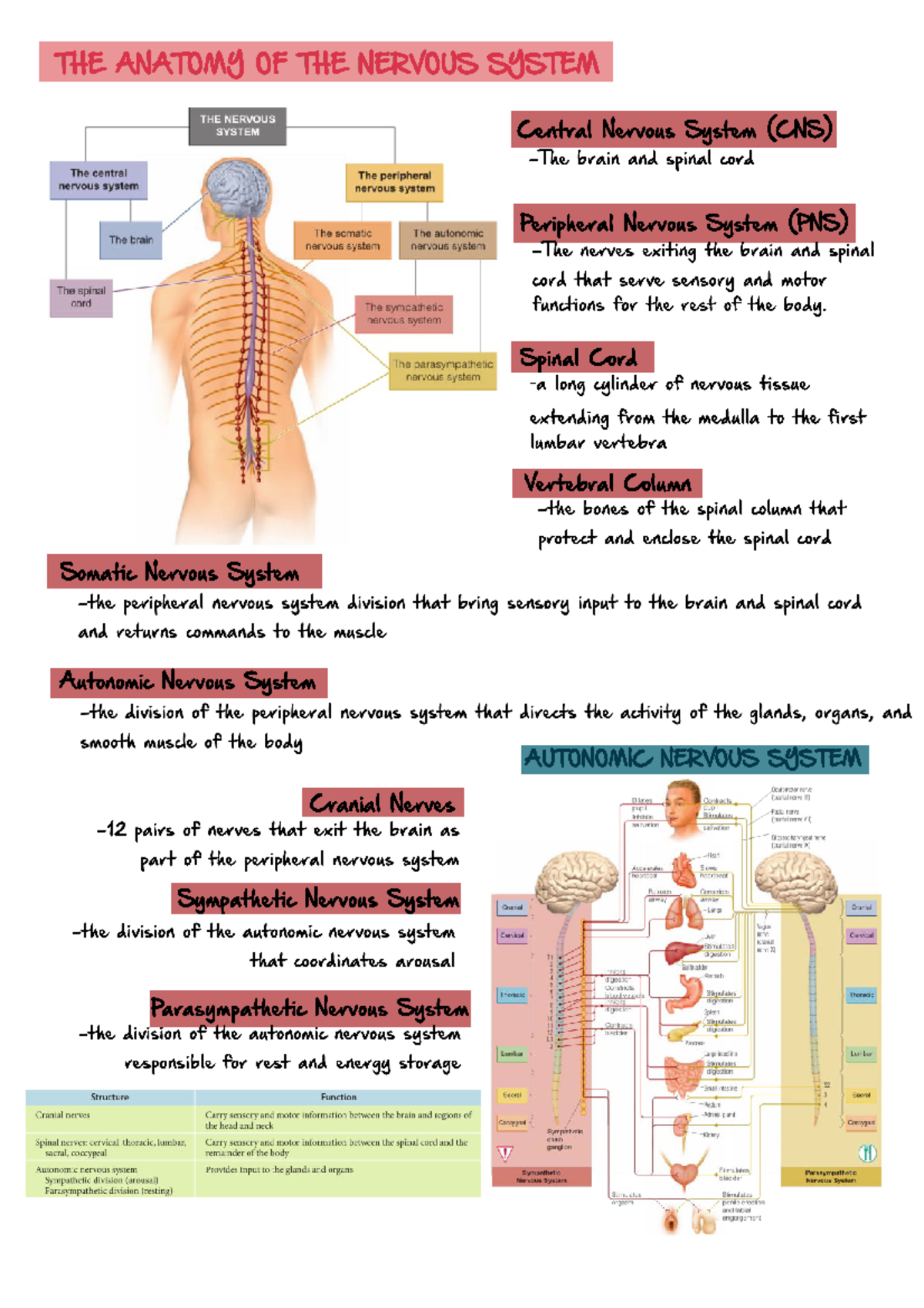 Introduction to Psychology - THE ANATOMY OF THE NERVOUS SYSTEM THE ...