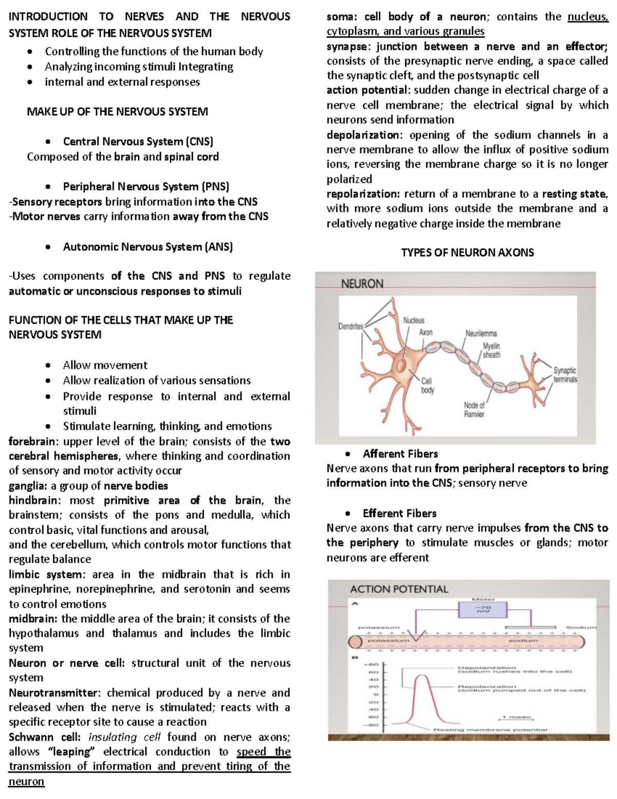 Pharma CHAP5 - INTRODUCTION TO NERVES AND THE NERVOUS SYSTEM ROLE OF ...