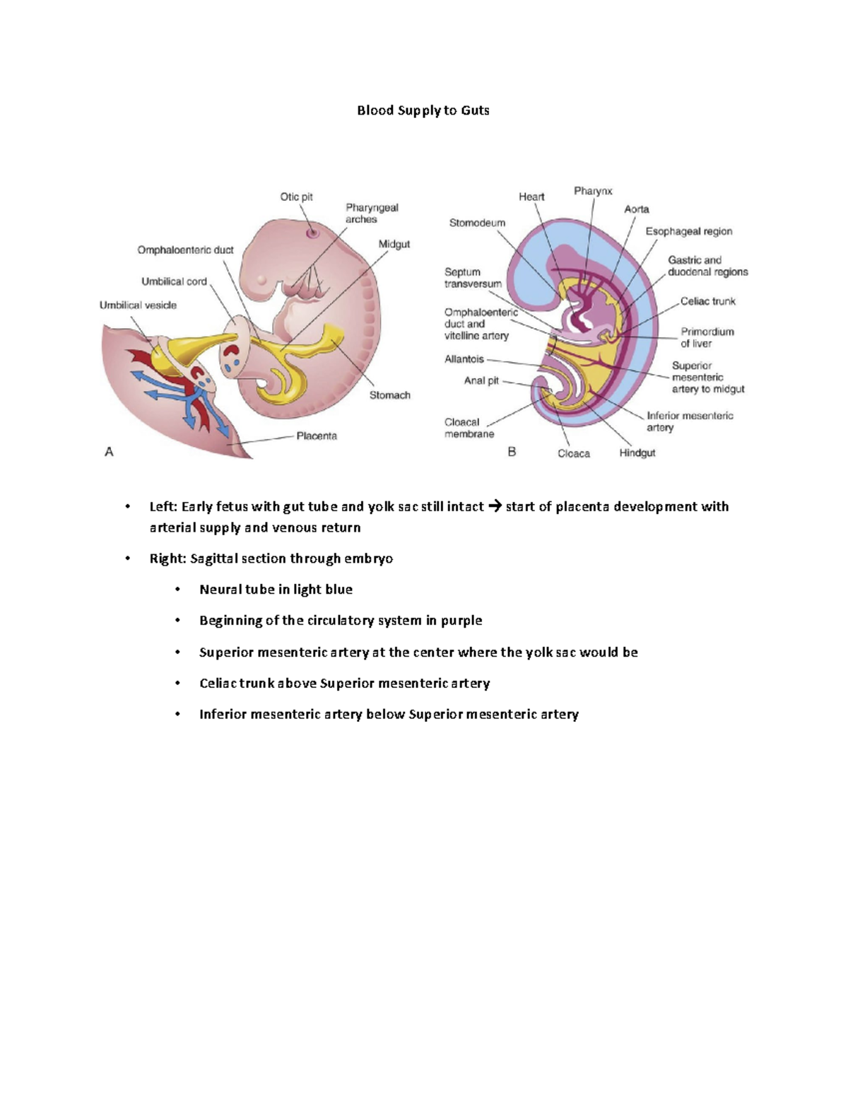 Abdomen- Blood Supply to Guts - Blood Supply to Guts Left: Early fetus ...
