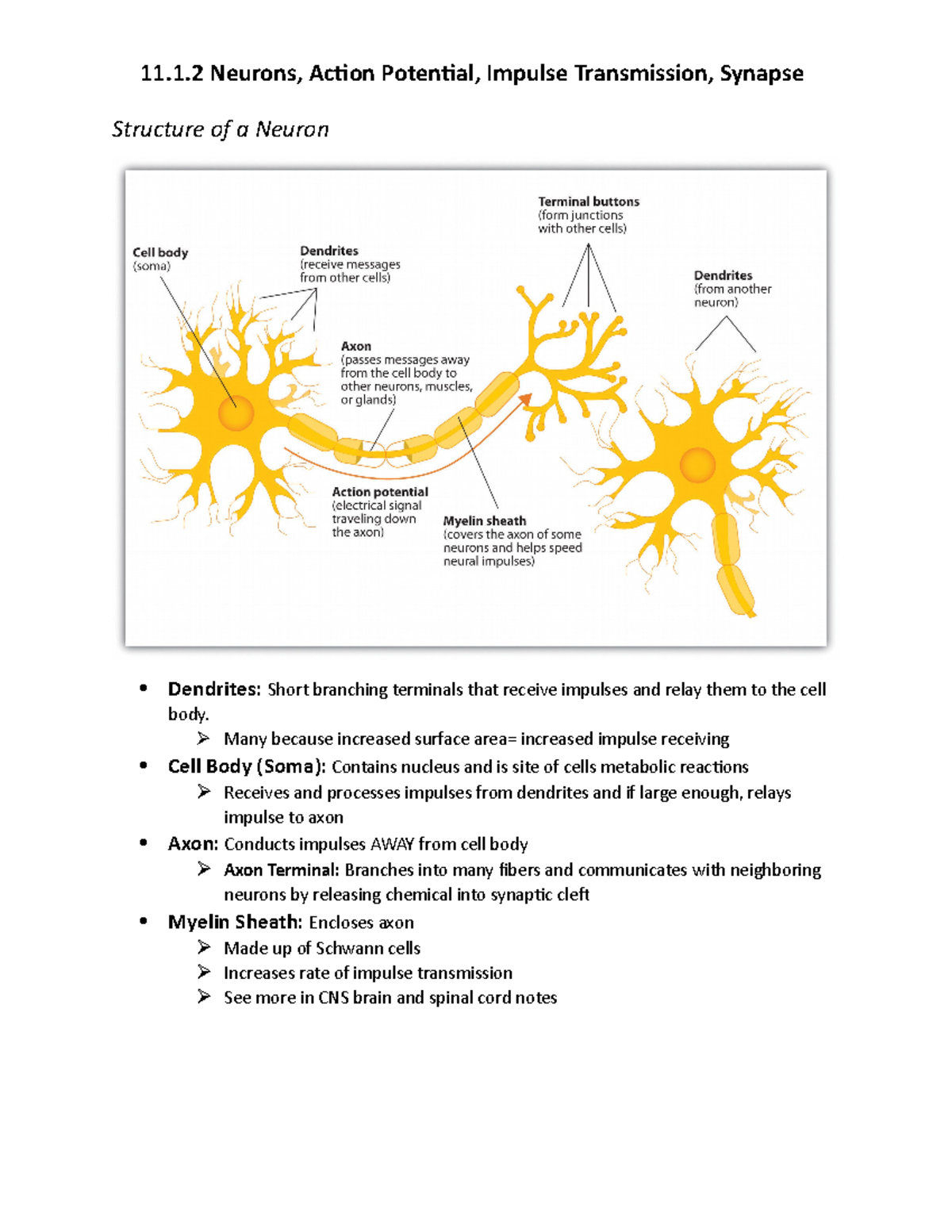 11.1.2 Neurons, Action Potential, Impulse Transmission, Synapse ...