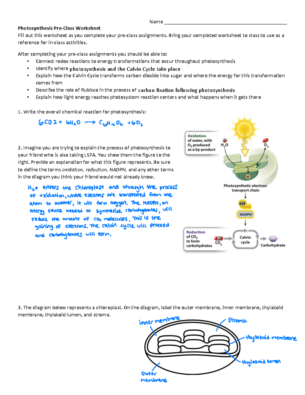 Week+4b+Photosynthesis+Reading+Guide - Name