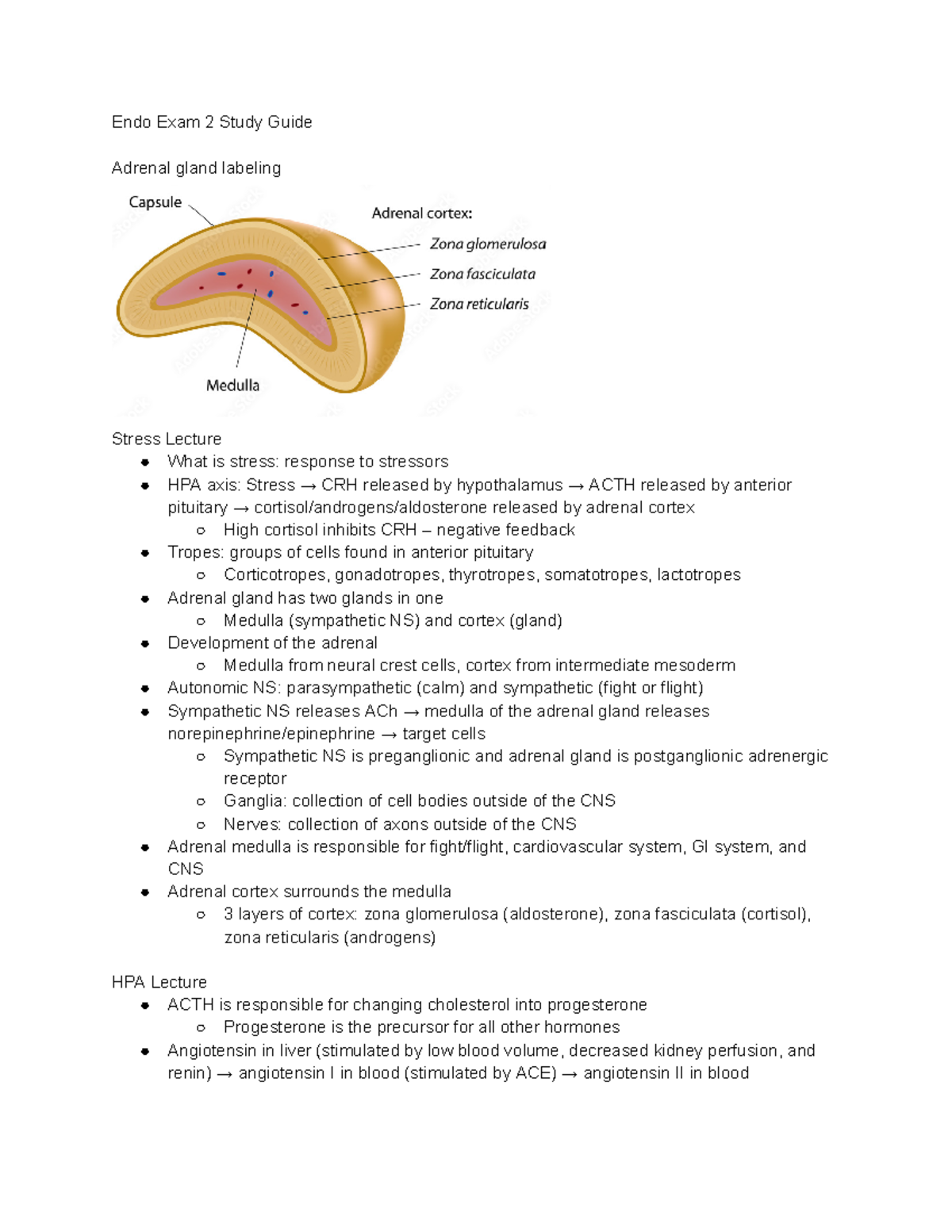 Endo Exam 2 Study Guide - Endo Exam 2 Study Guide Adrenal gland labeling Stress Lecture What is ...