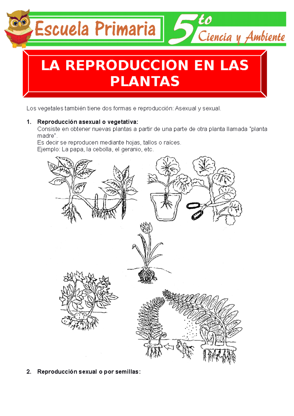 La Reproduccion en las Plantas para Quinto de Primaria - Coordinación ...