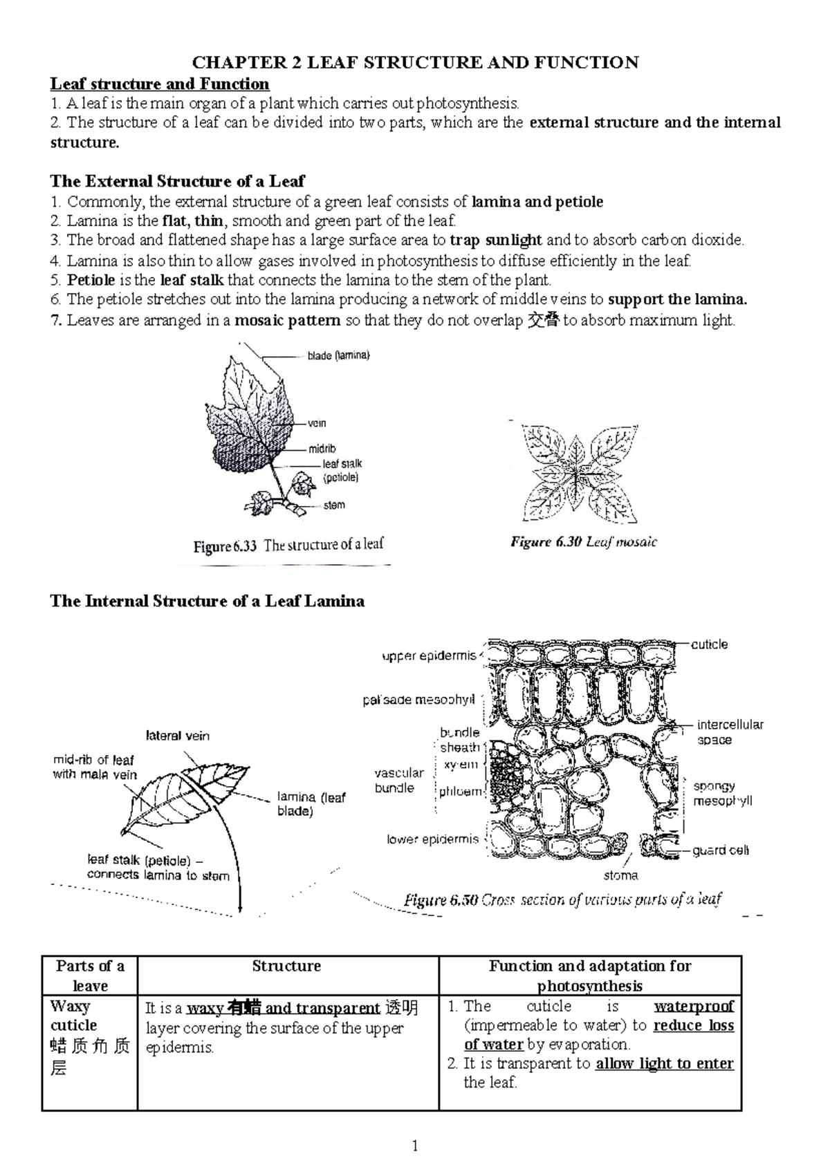 Chapter 2 LEAF Structure AND Function CHAPTER 2 LEAF STRUCTURE AND