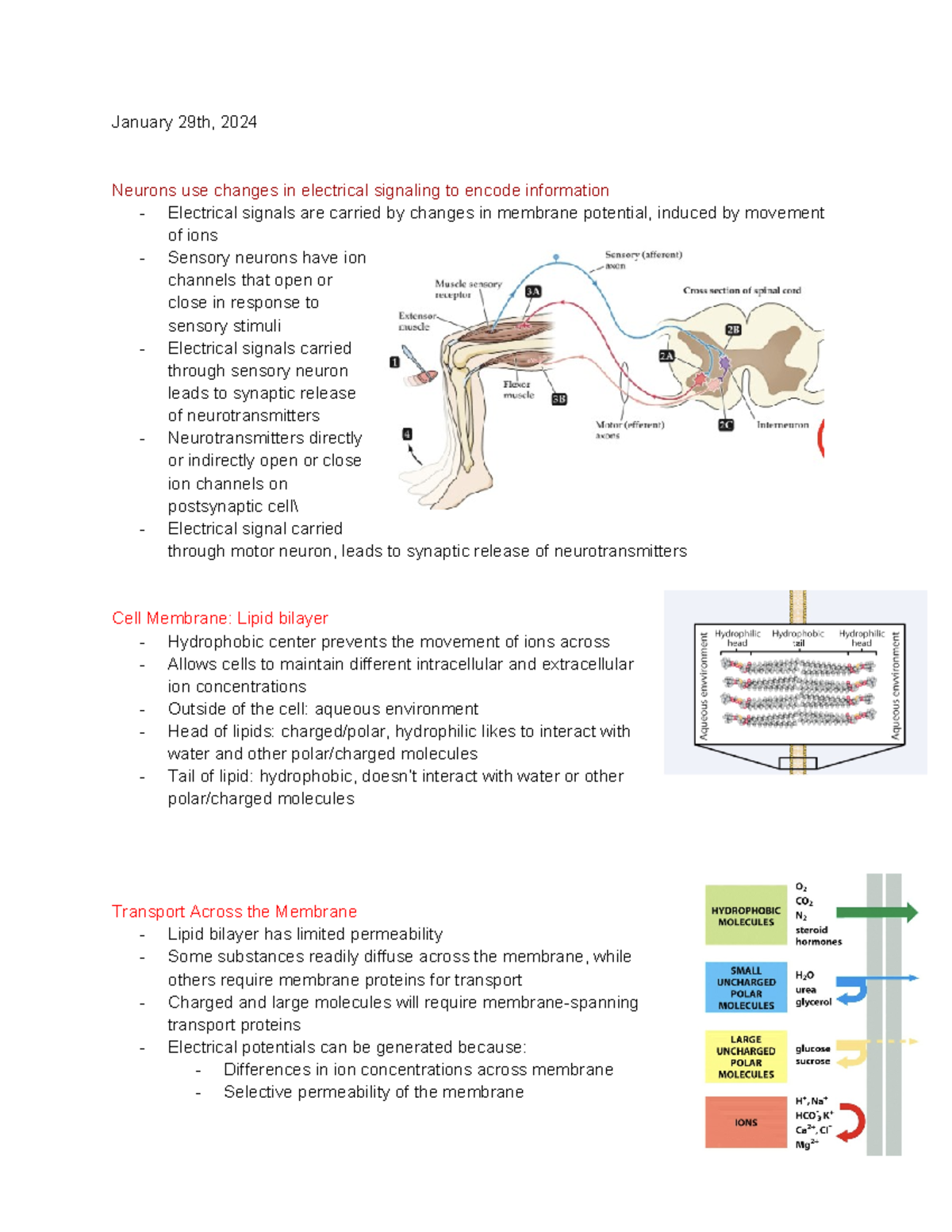 Neurobiology - ...... - January 29th, 2024 Neurons use changes in ...