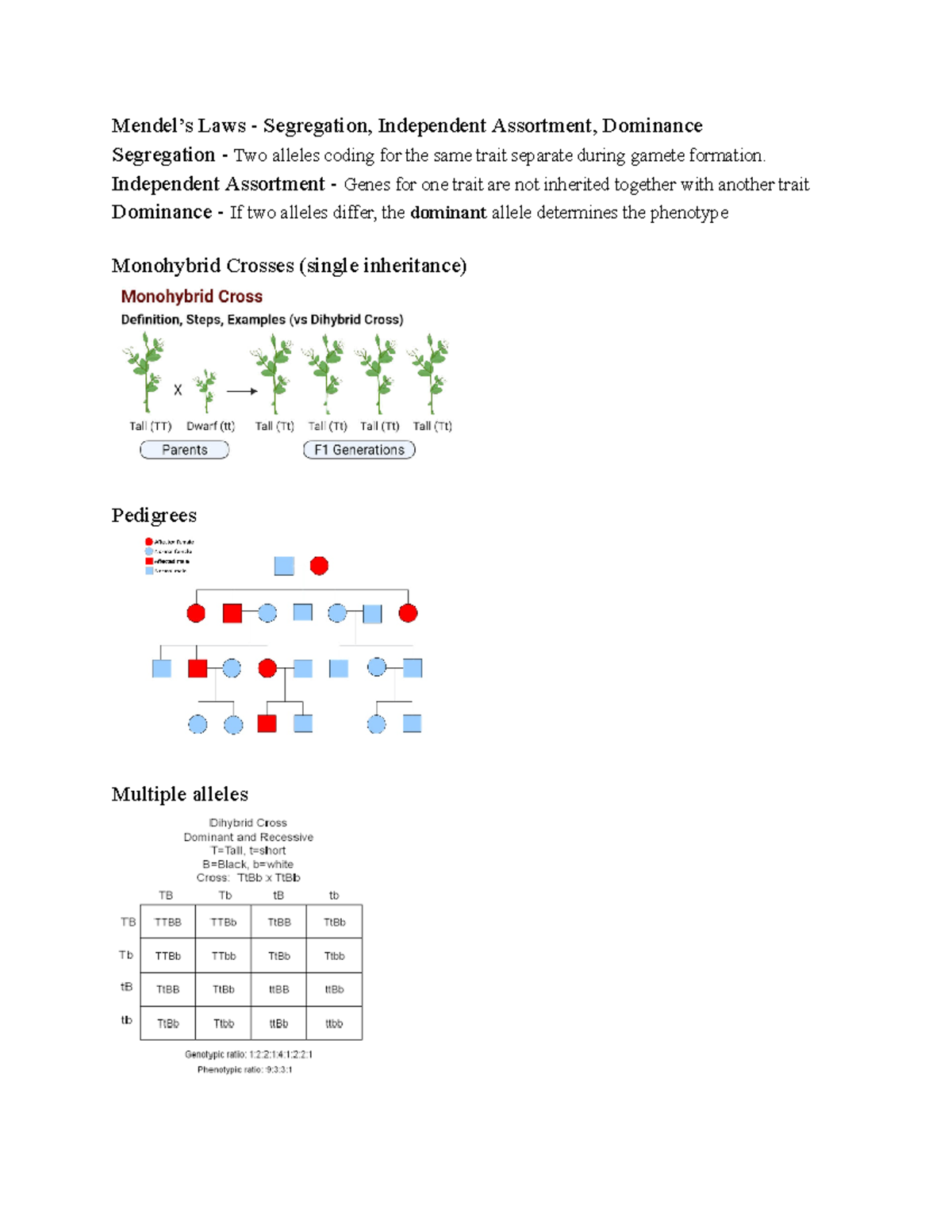 inheritance test review - Mendel’s Laws - Segregation, Independent ...