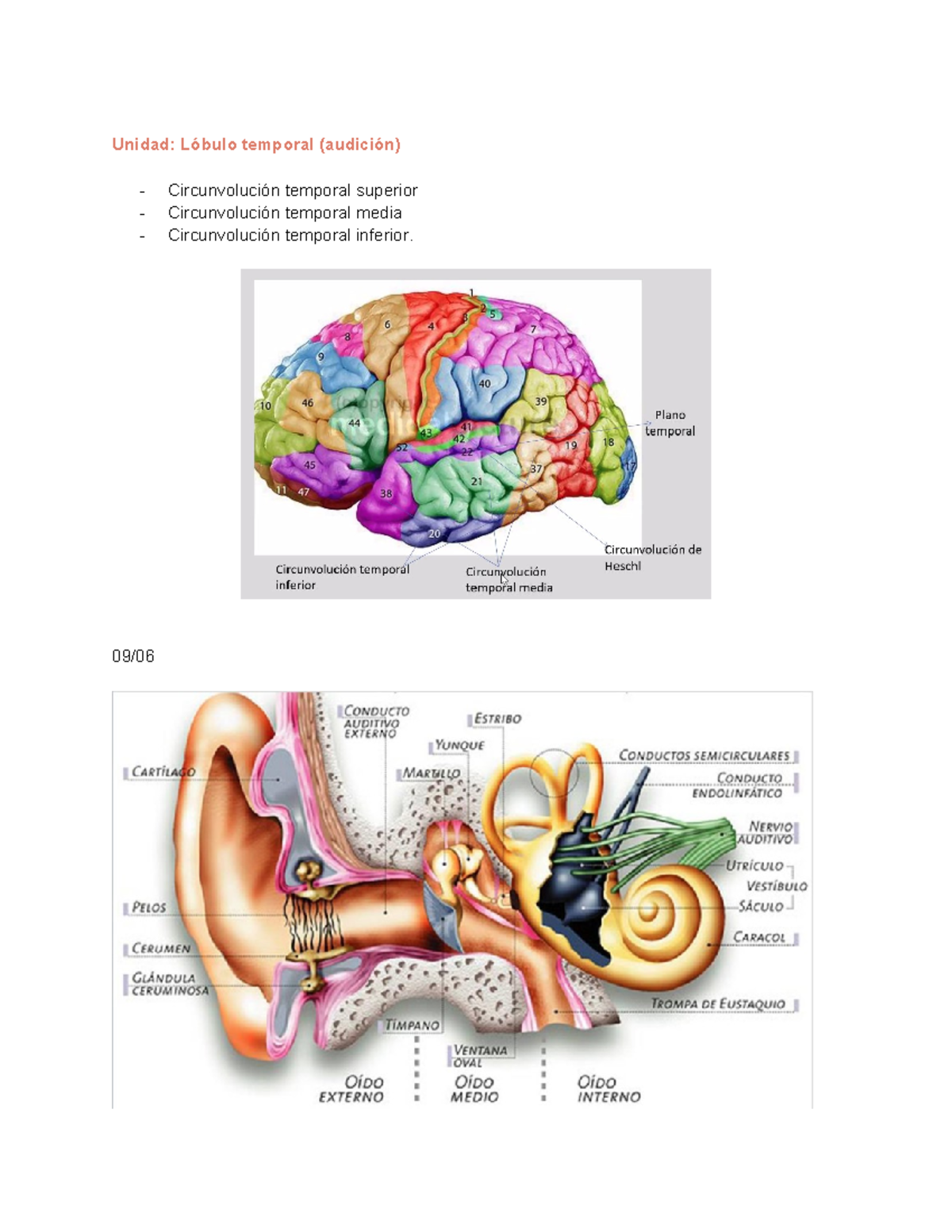 Lobulo temporal (audicion) - Unidad: Lóbulo temporal (audición ...