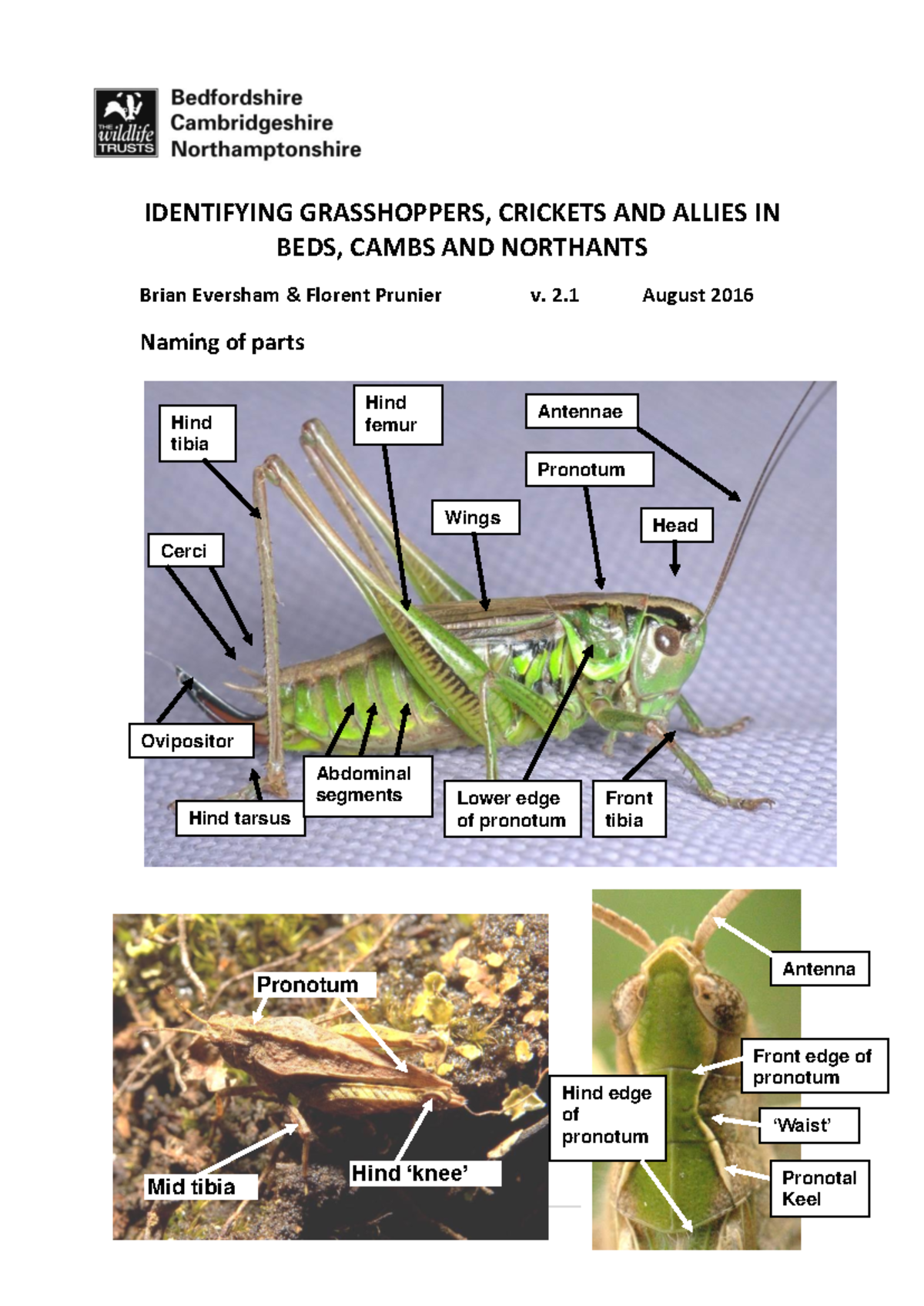 Orthoptera keys v2.1 2016 - 1 | P a g e IDENTIFYING GRASSHOPPERS ...