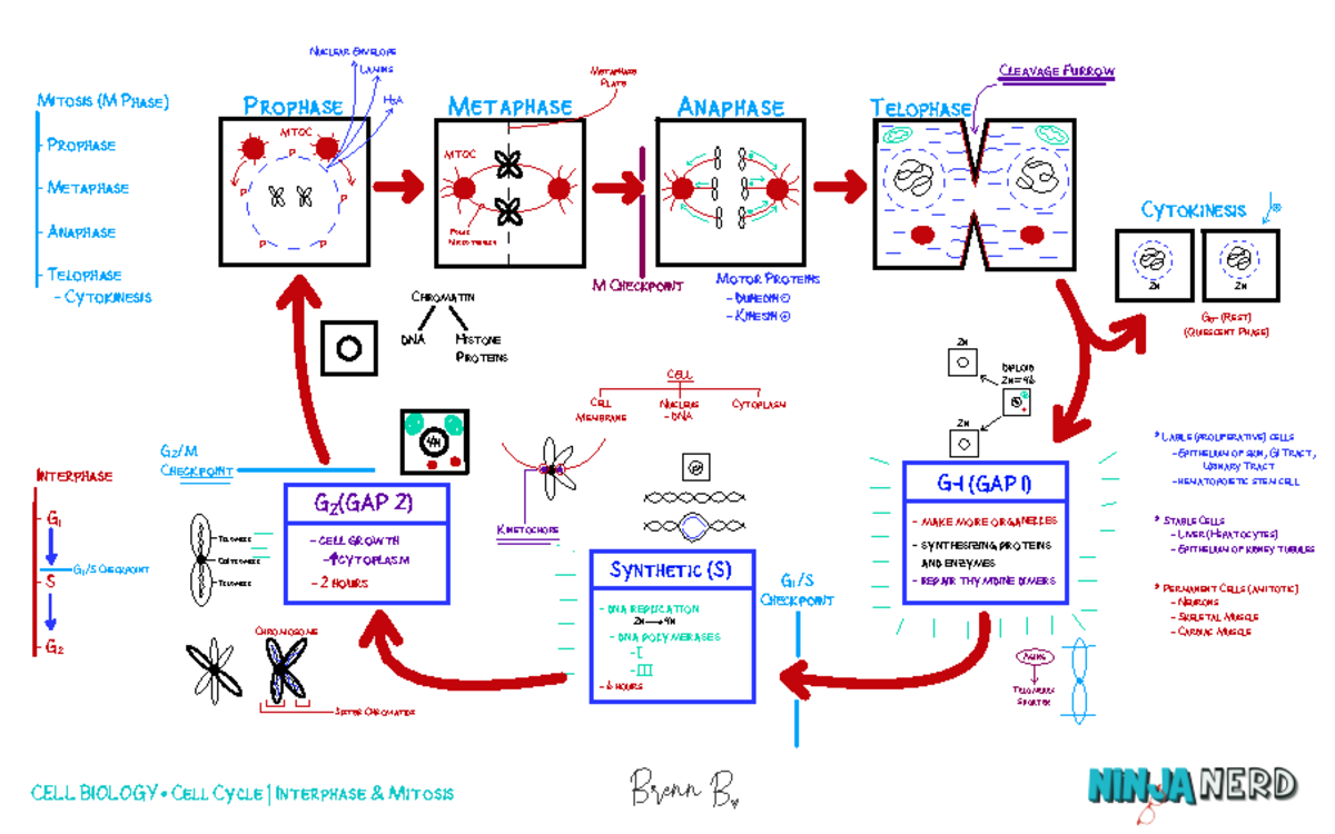 Cell Biology] 1 Cell Cycle Interphase Mitosis Key Cell Biology Cell Cycle Interphase
