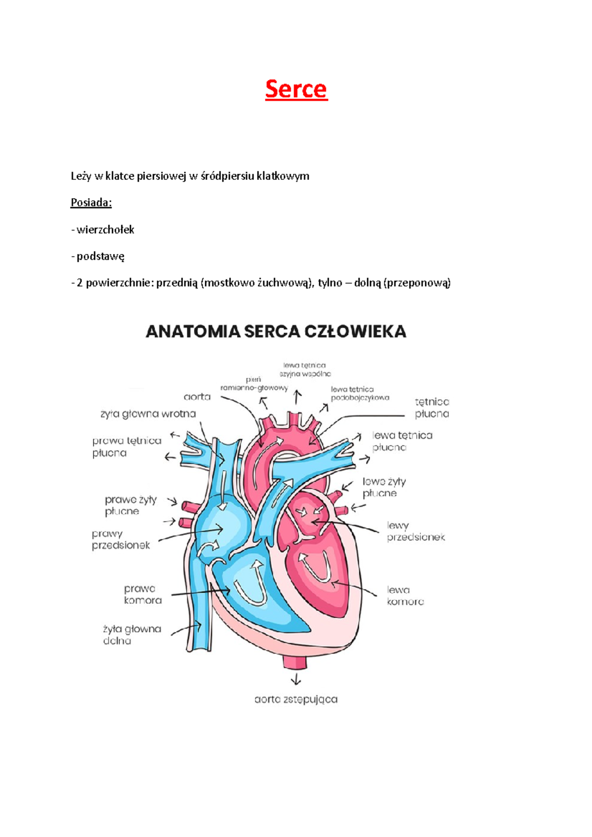Notatki z wykładu - anatomia prawidłowa - serce - Serce Leży w klatce piersiowej w śródpiersiu ...
